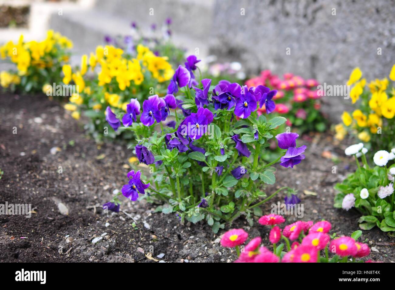 Different colours of flowers Stock Photo - Alamy