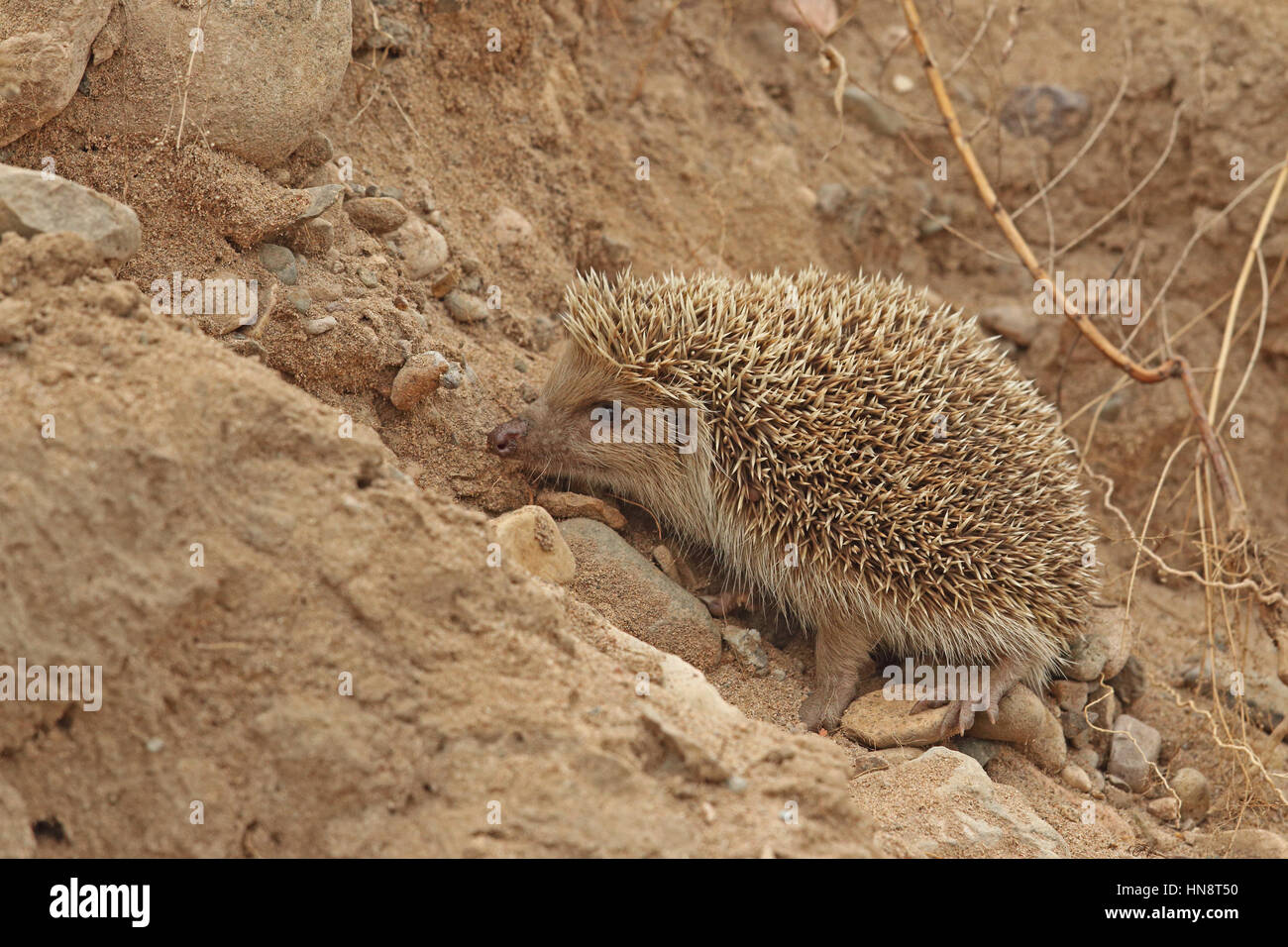 Erinaceus amurensis hi-res stock photography and images - Alamy