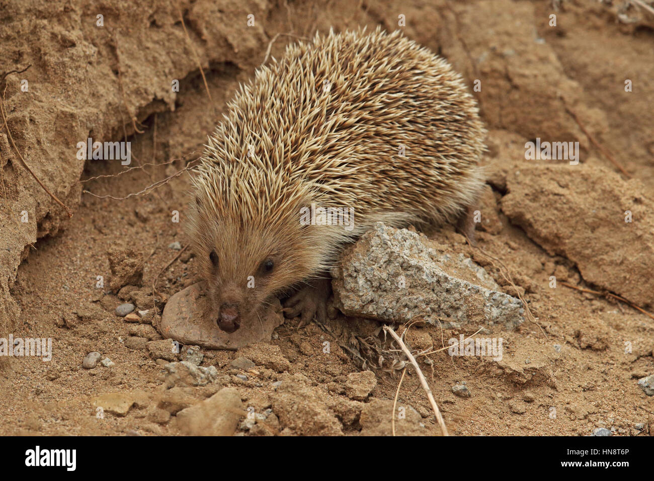 Adult Hedgehog High Resolution Stock Photography and Images - Alamy