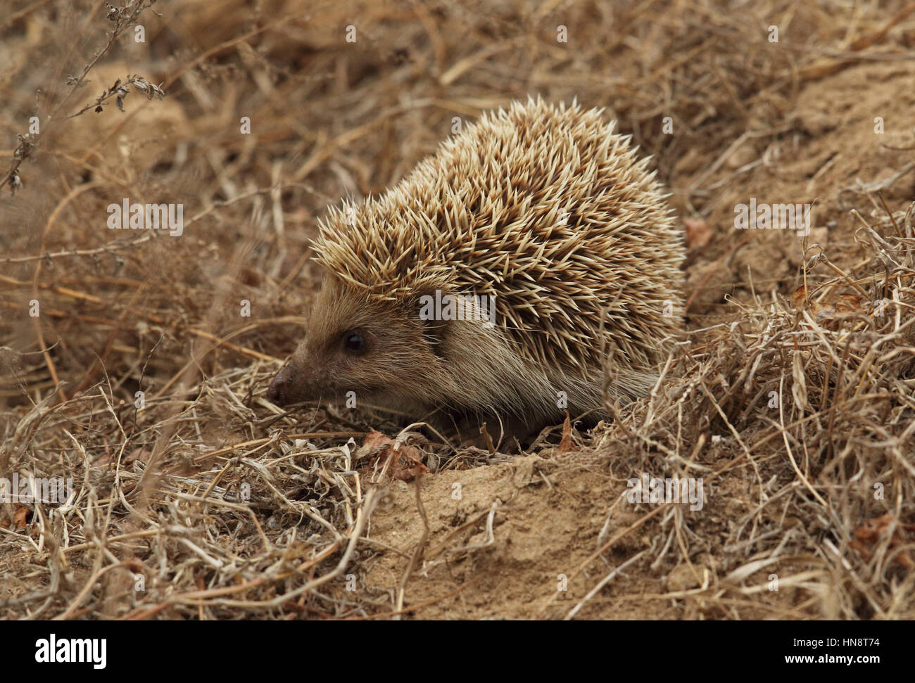 Amur Hedgehog (Erinaceus amurensis) adult foraging during daytime ...