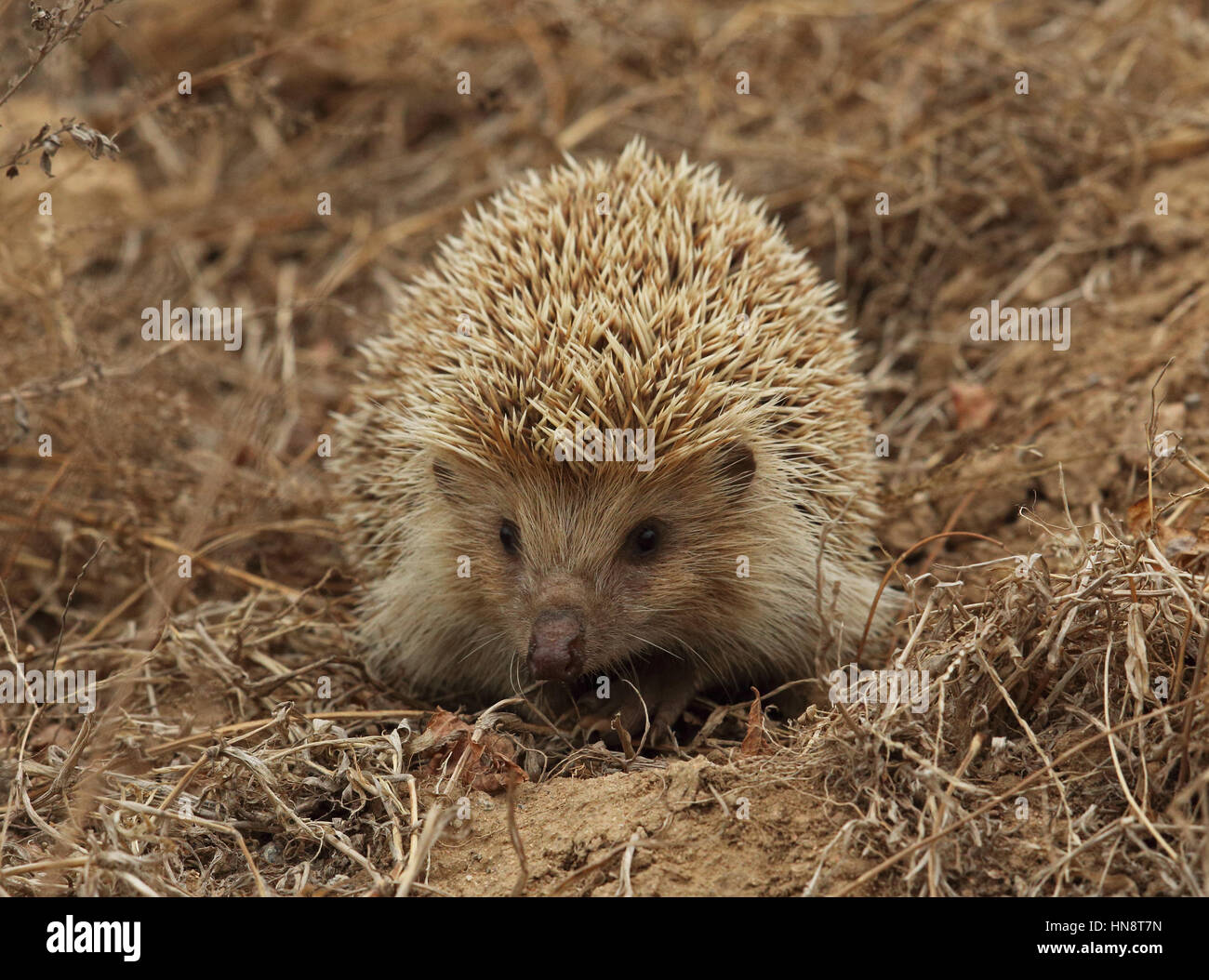 Amur Hedgehog (Erinaceus amurensis) adult on dry ground Beidaihe Stock ...