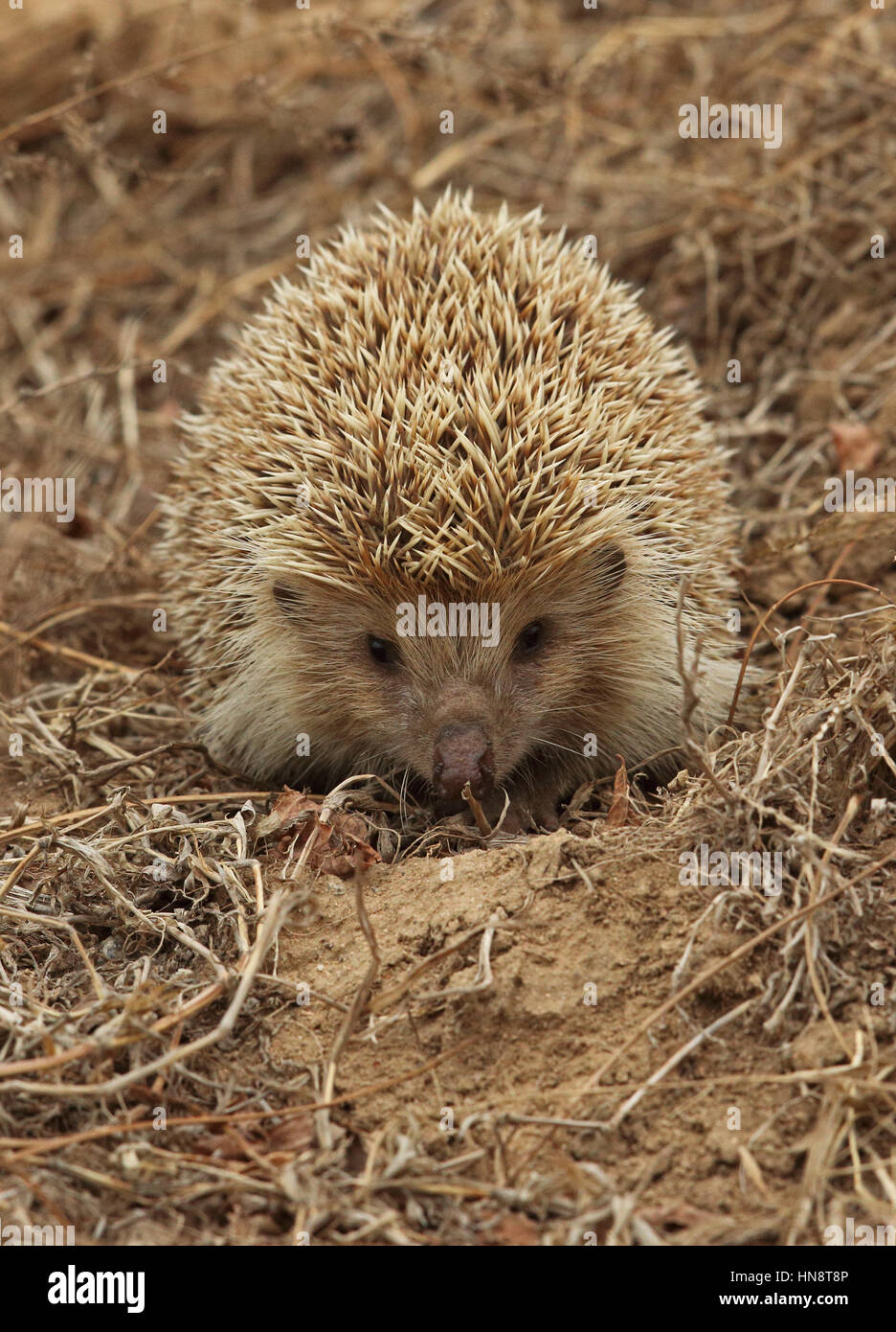 Amur Hedgehog (Erinaceus amurensis) adult on dry ground Beidaihe, Hebei ...