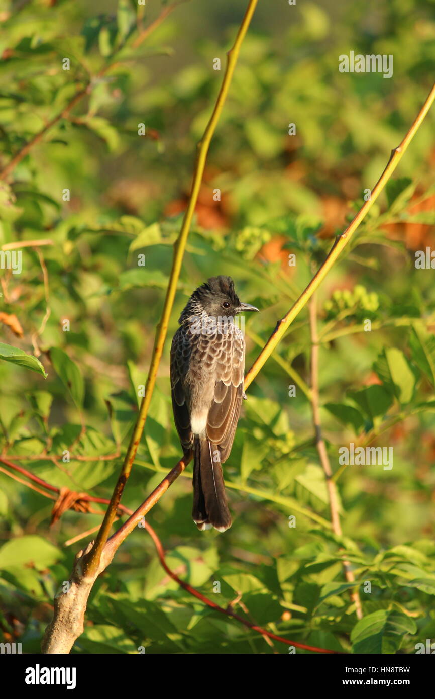bird sitting on a bush Stock Photo - Alamy