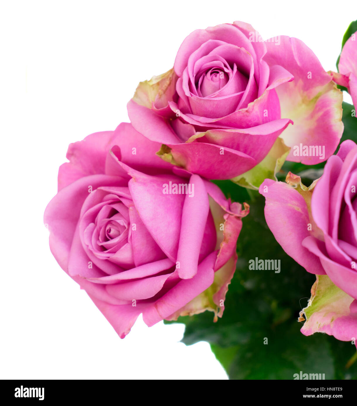 Violet blooming roses Stock Photo - Alamy
