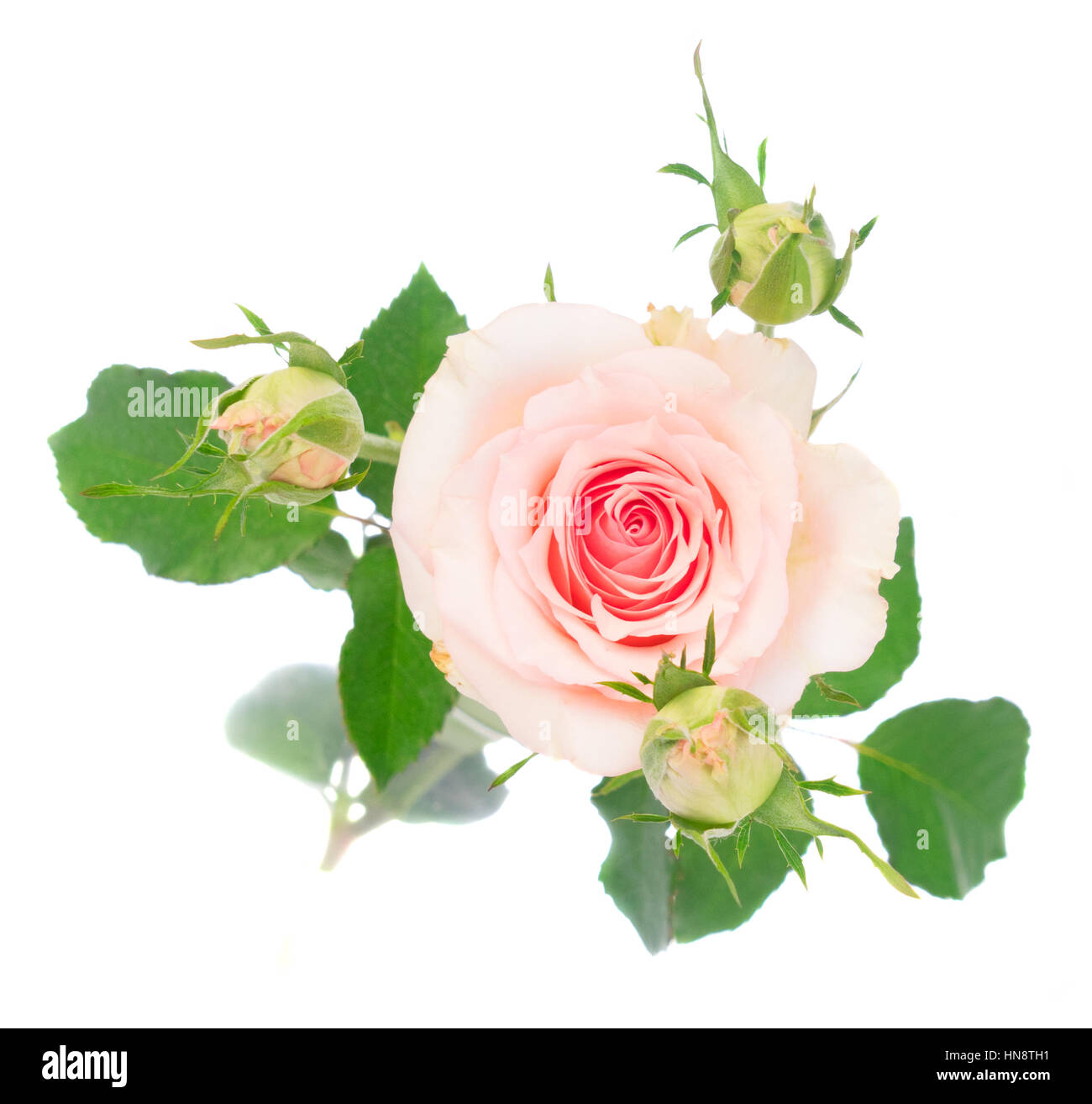 Violet blooming roses Stock Photo - Alamy