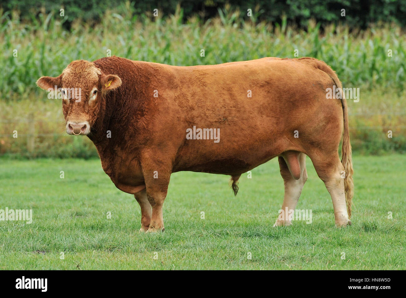 pedigree south devon cattle Stock Photo - Alamy