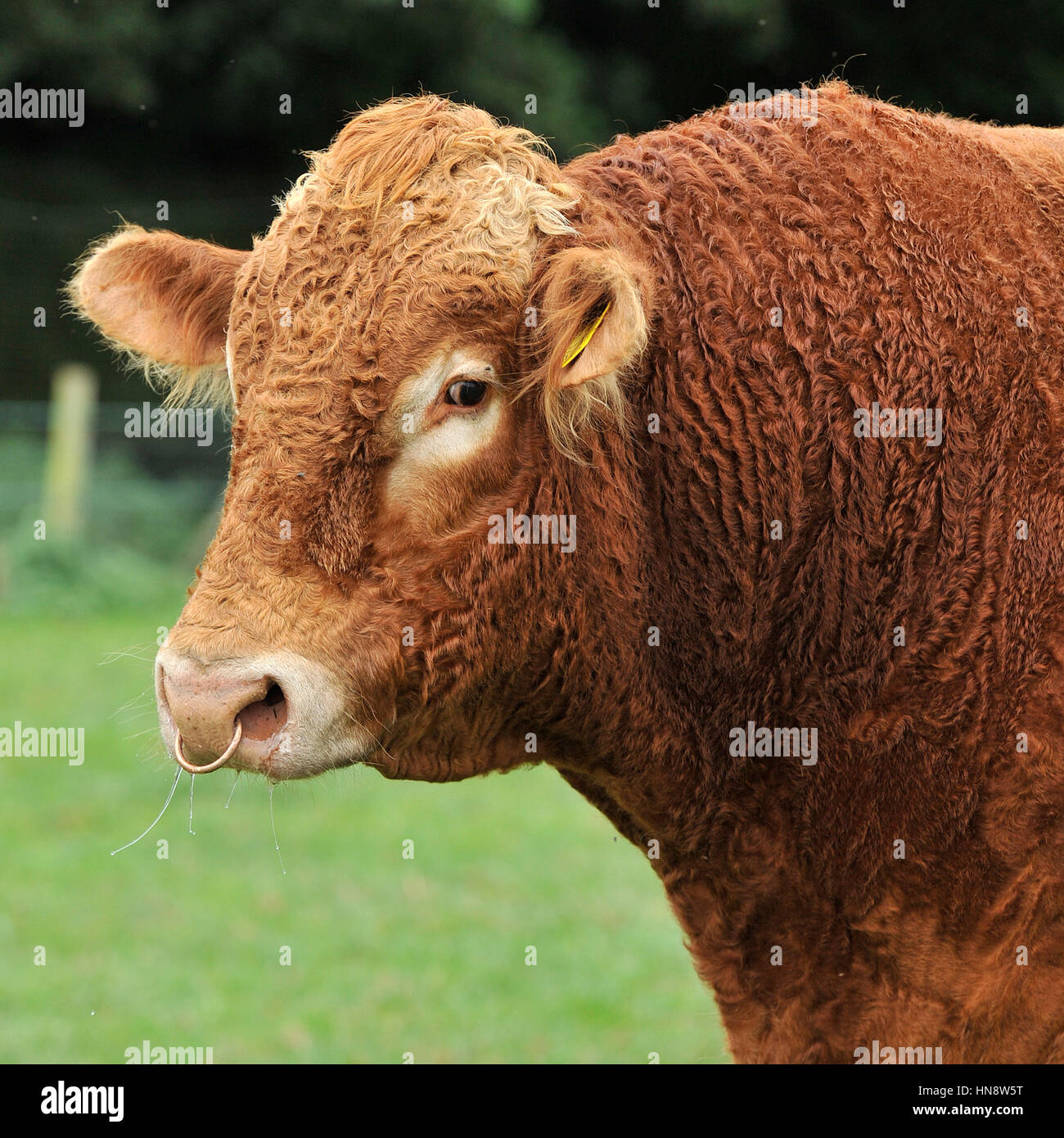pedigree south devon cattle Stock Photo - Alamy