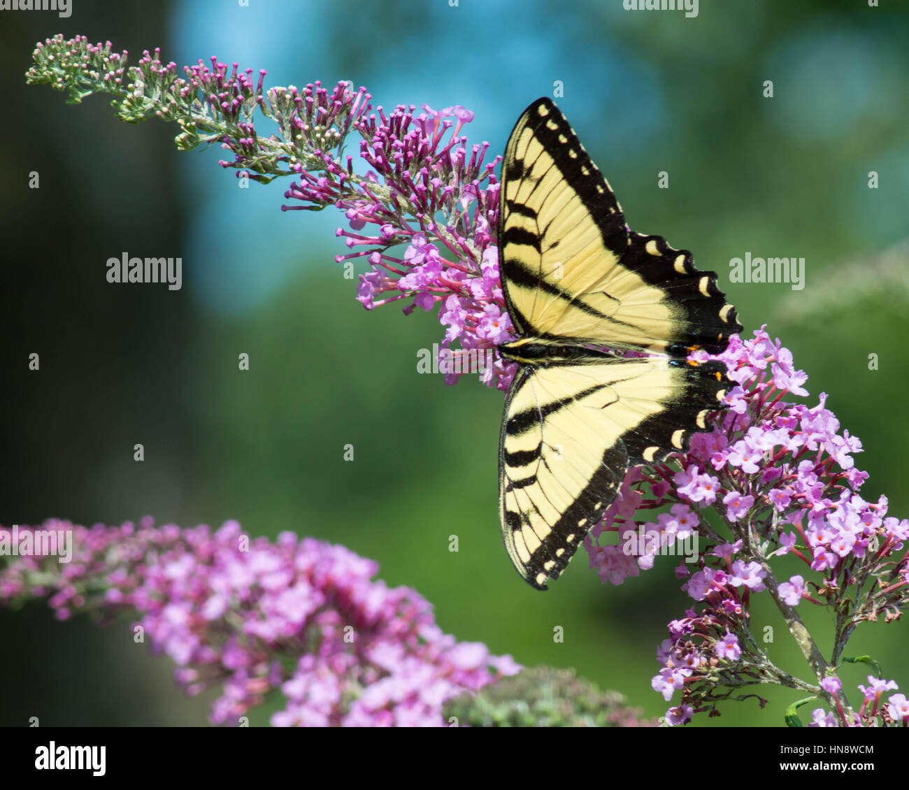 Butterfly at butterfly bush hi-res stock photography and images - Alamy