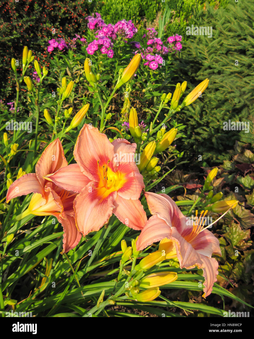 Daylily nature hi-res stock photography and images - Alamy