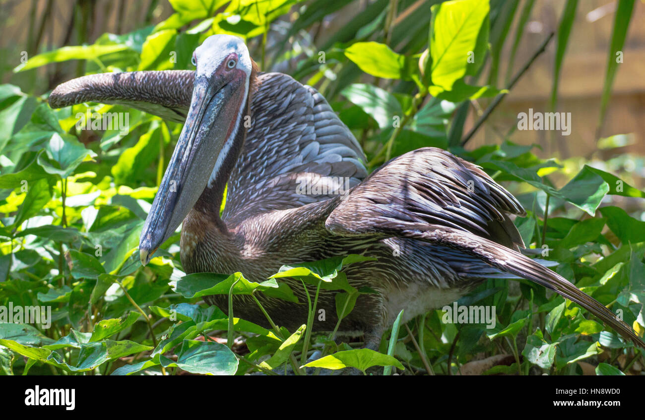 Pelican spread the wings hi-res stock photography and images - Alamy