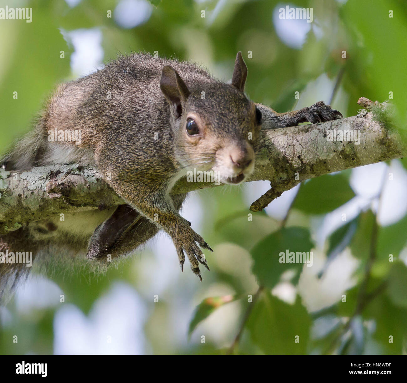 Squirrel claws hi-res stock photography and images - Alamy