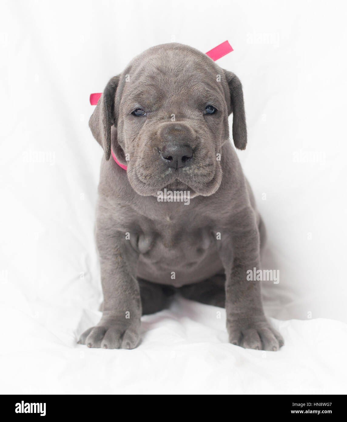 Purebred blue Great Dane puppy that is ready to rough around Stock ...