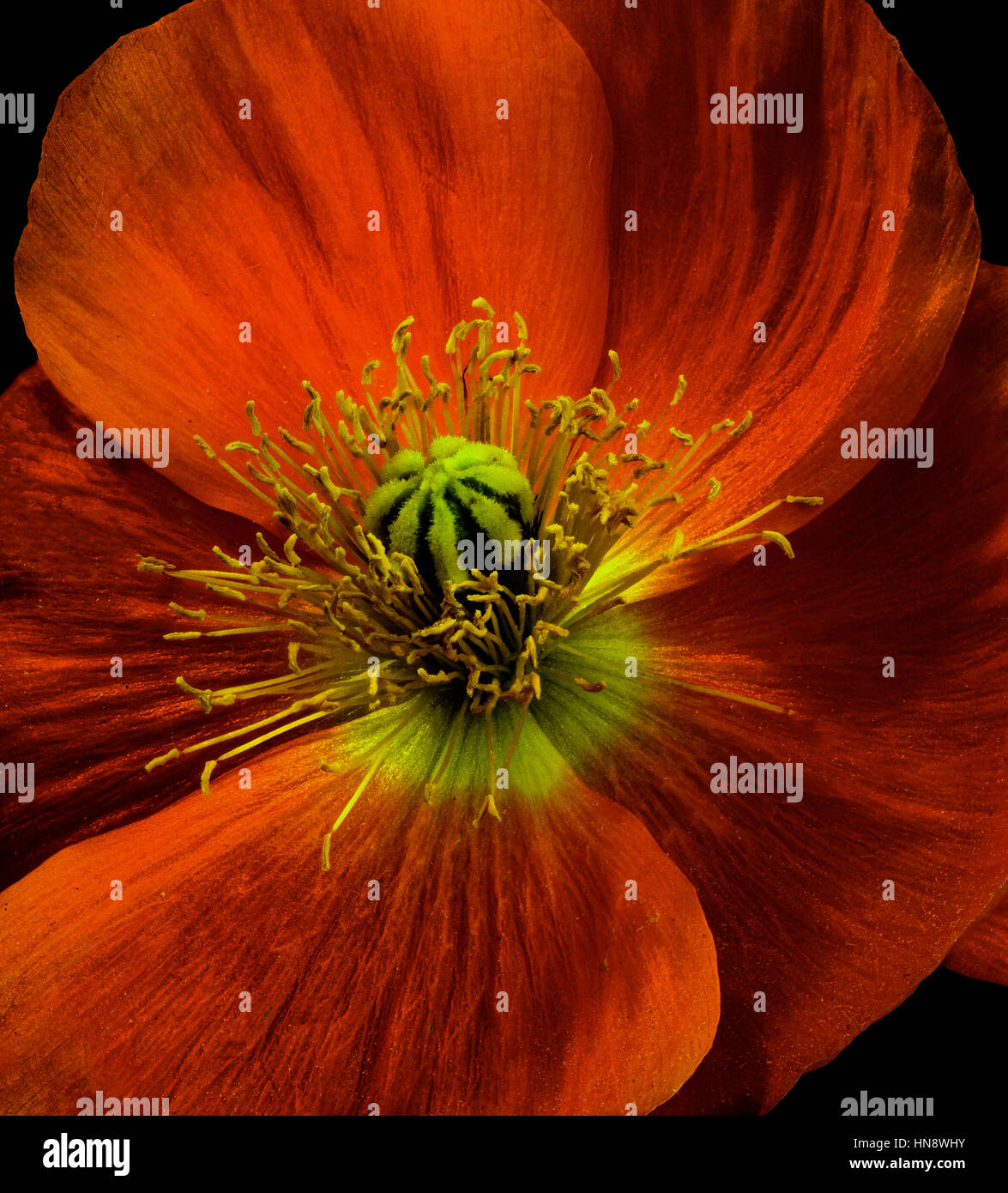 Poppy on the desktop hi-res stock photography and images - Alamy