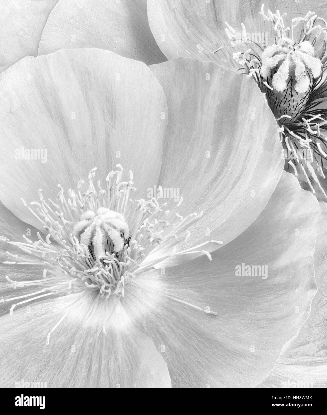 A decorative poppy Black and White Stock Photos & Images - Alamy