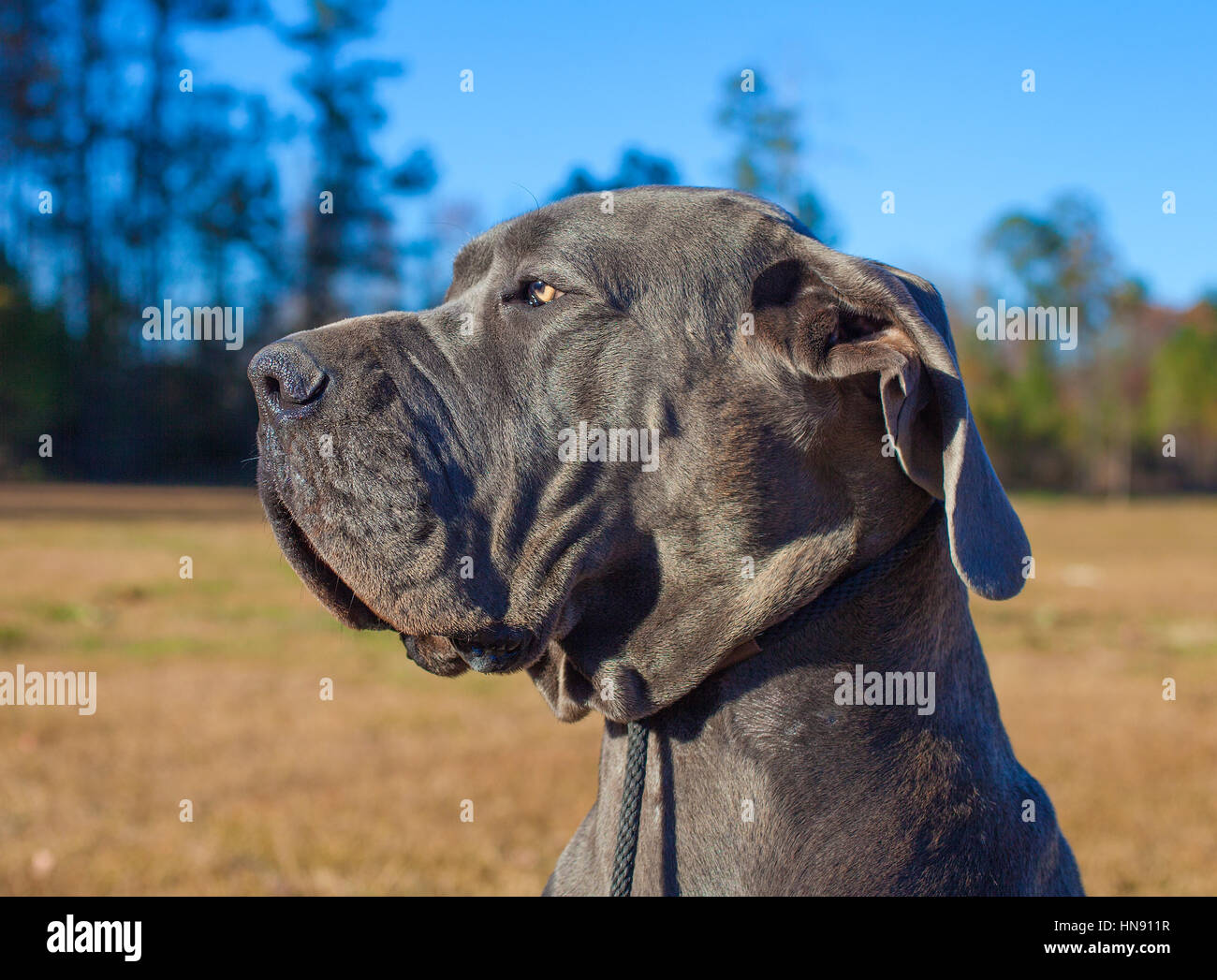 Blue Great Dane portrait with yellow field behind Stock Photo - Alamy