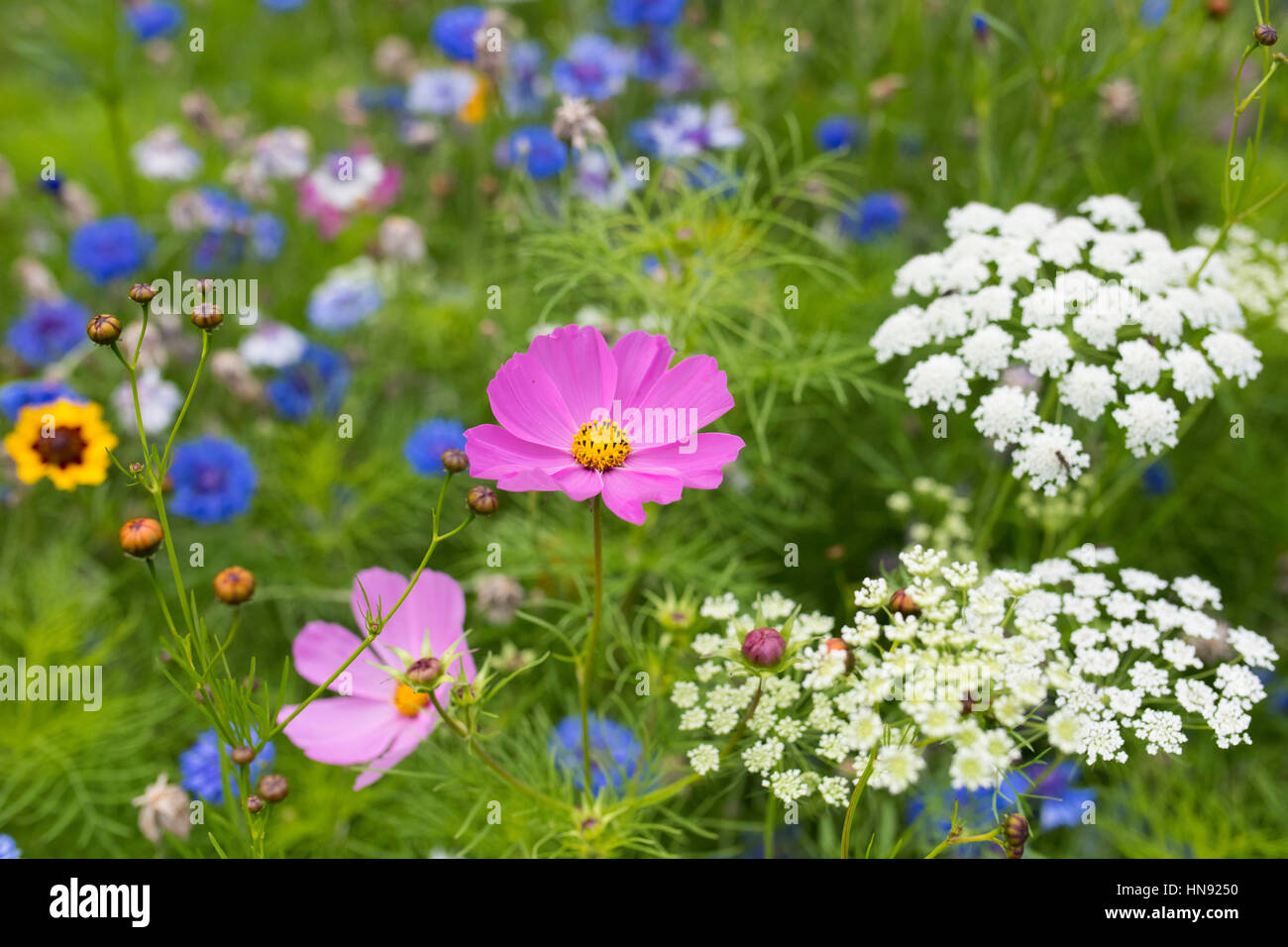 Wildflowers hi-res stock photography and images - Alamy