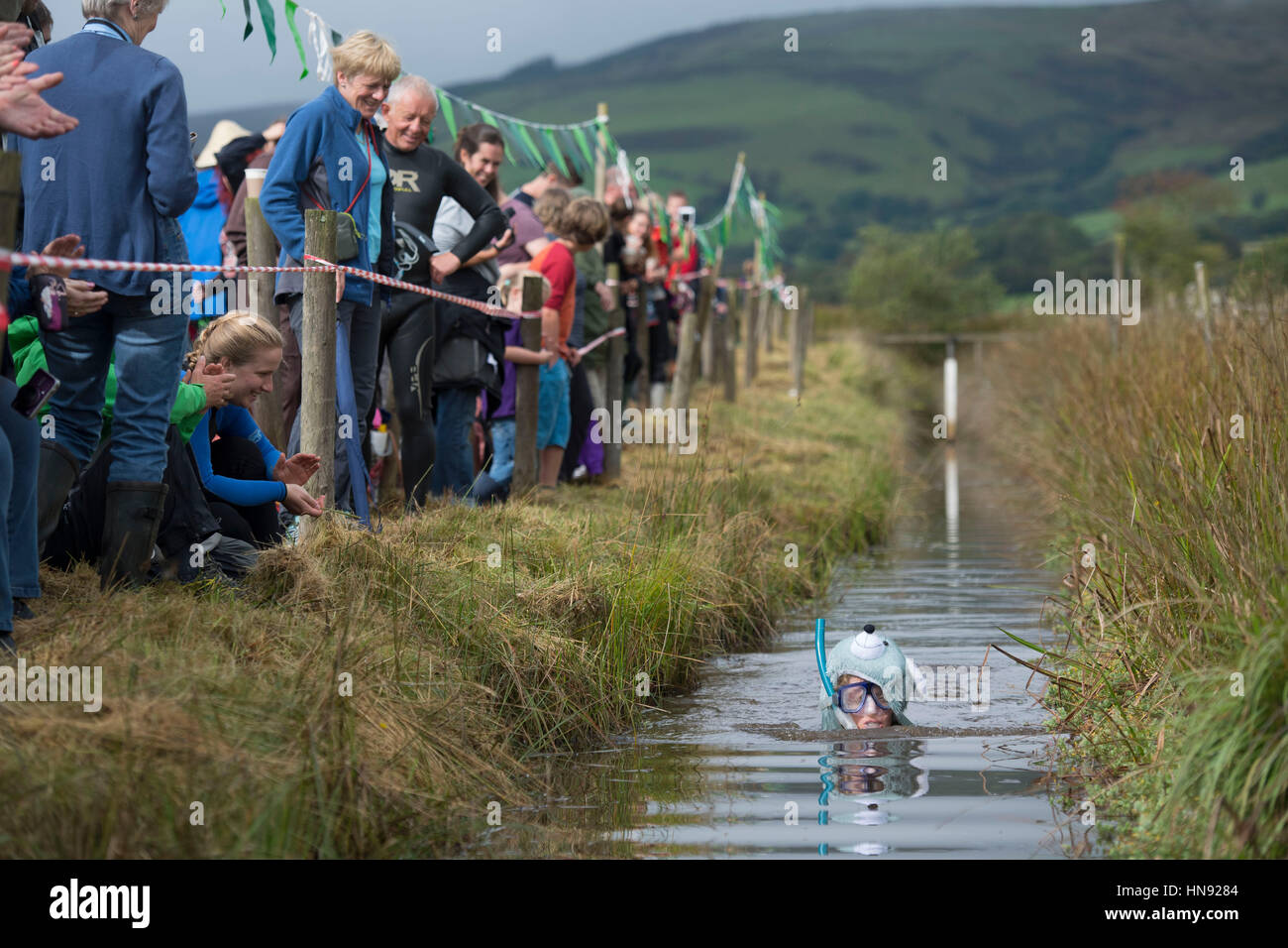 Annual bog snorkelling championship event at Llanwrtyd Wells in Wales ...