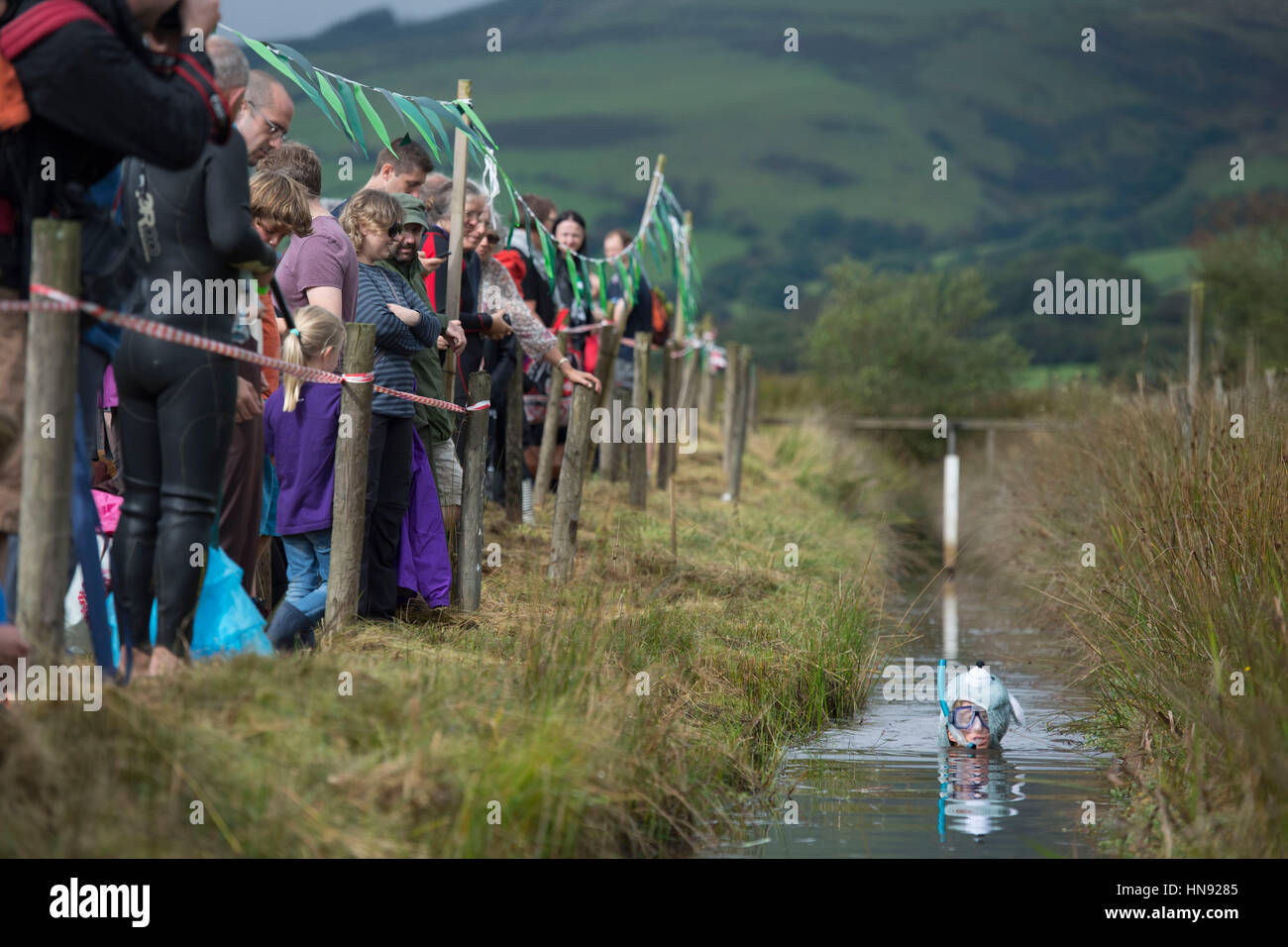 Annual bog snorkelling championship event at Llanwrtyd Wells in Wales ...