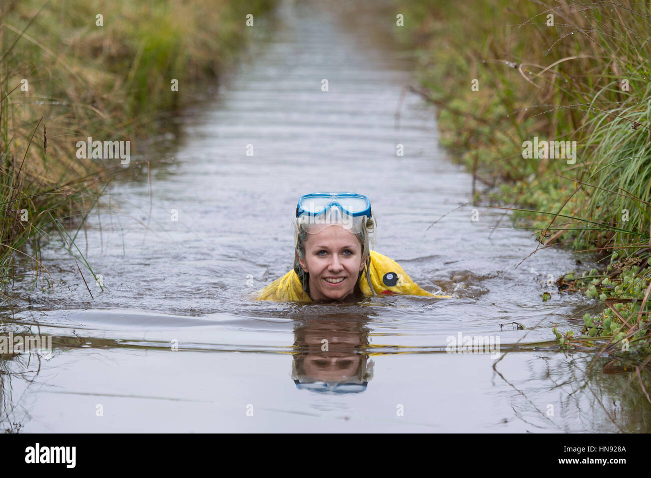 Annual bog snorkelling championship event at Llanwrtyd Wells in Wales ...