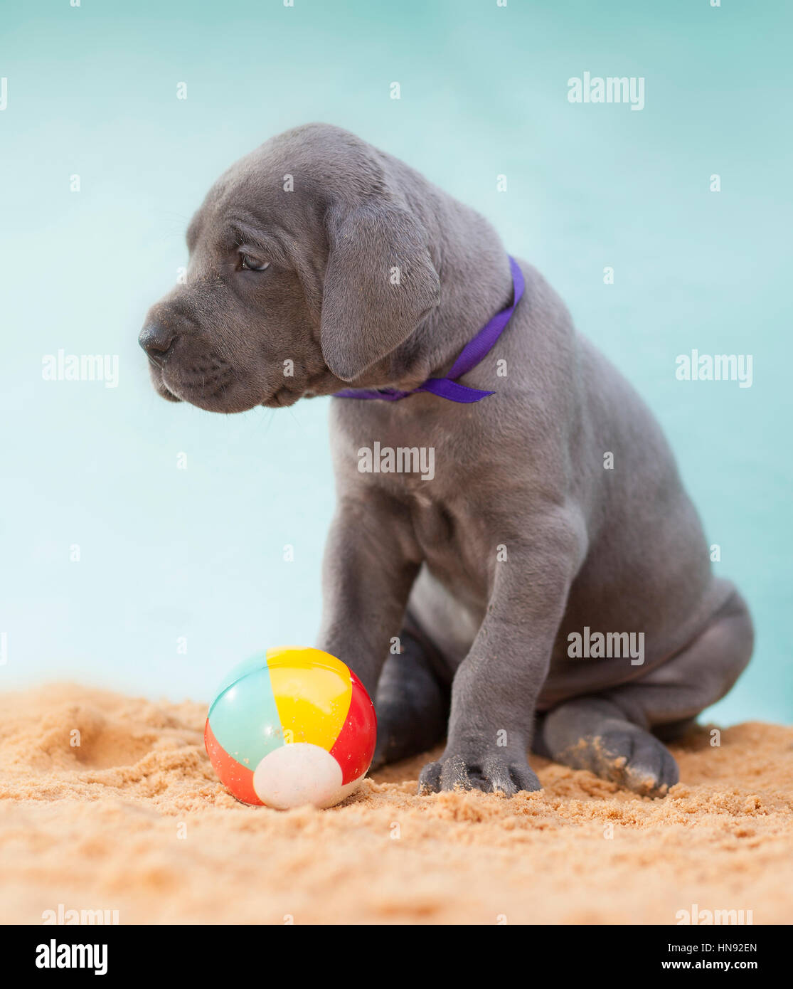 Puppy on sand hi-res stock photography and images - Alamy