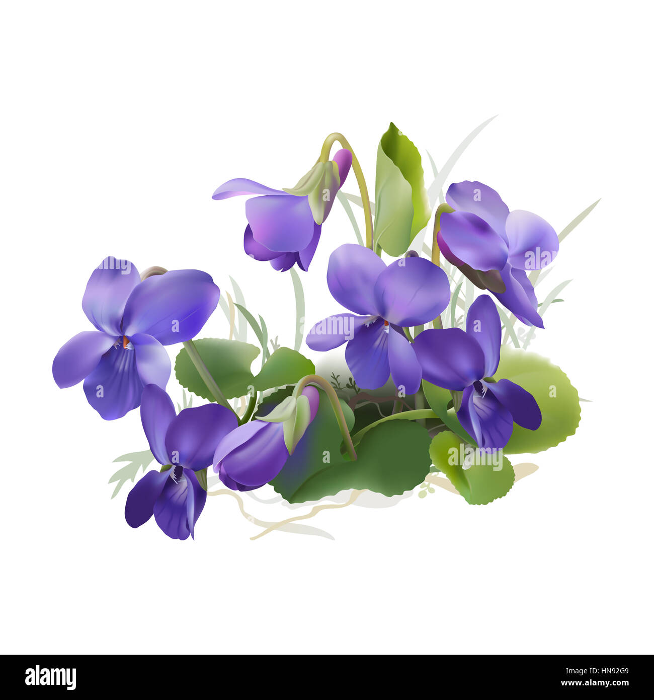 Viola odorata illustration Cut Out Stock Images & Pictures - Alamy