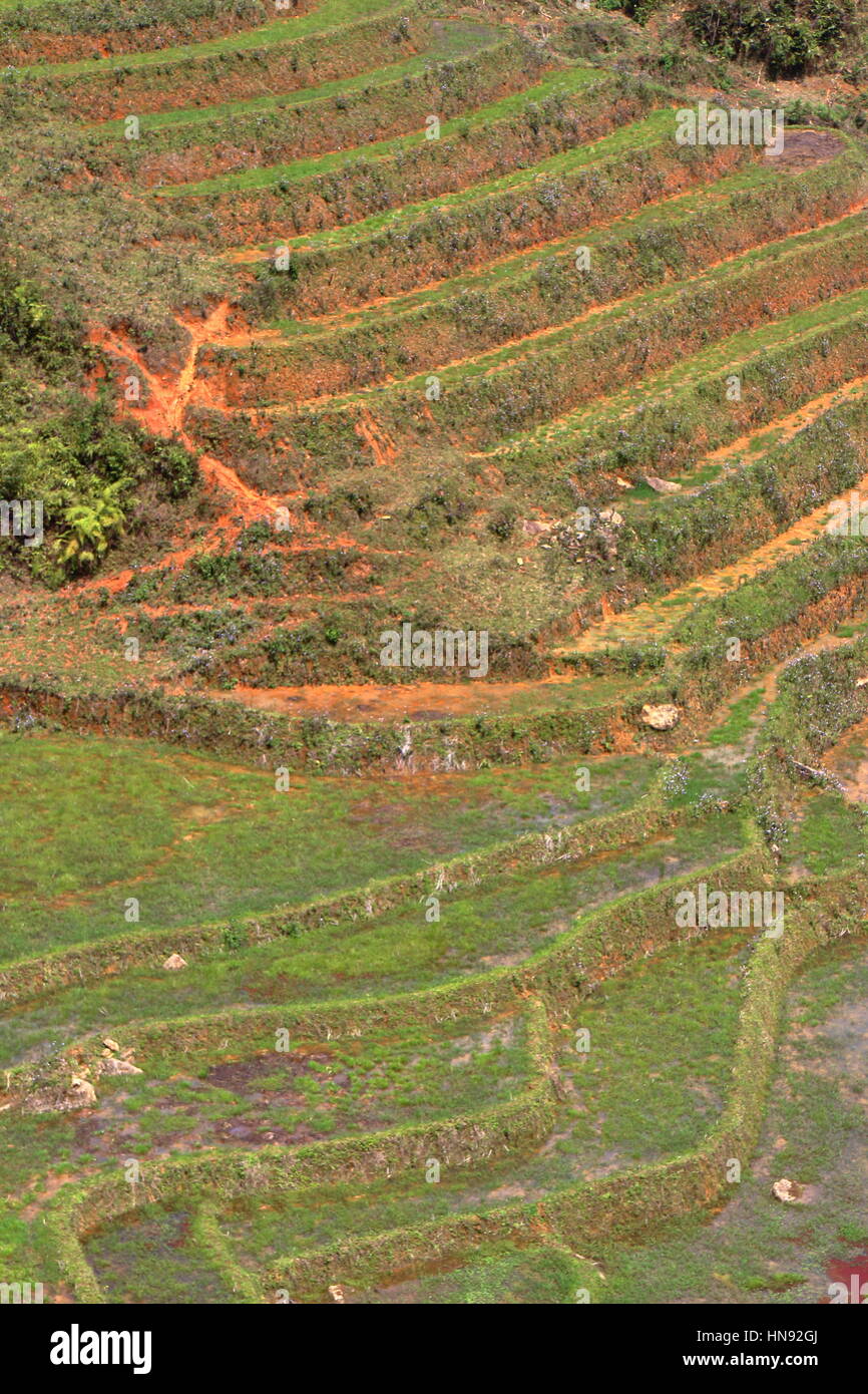 Terrace rice fields Stock Photo - Alamy