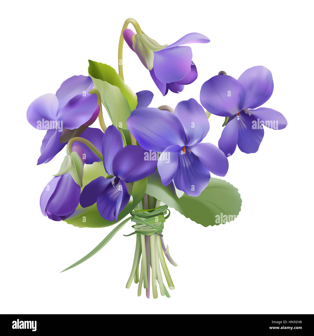 Viola odorata. Sweet violets on white background - realistic style ...