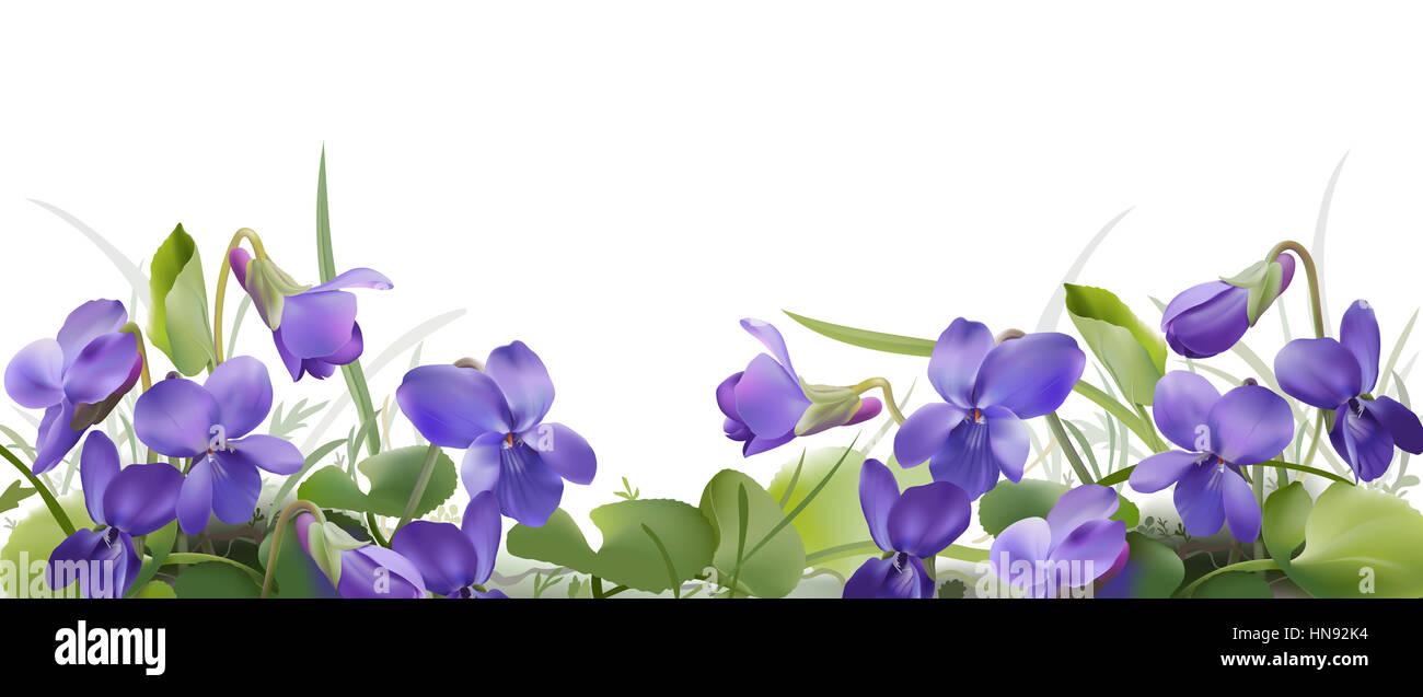Viola odorata. Sweet violets on white background - realistic style ...