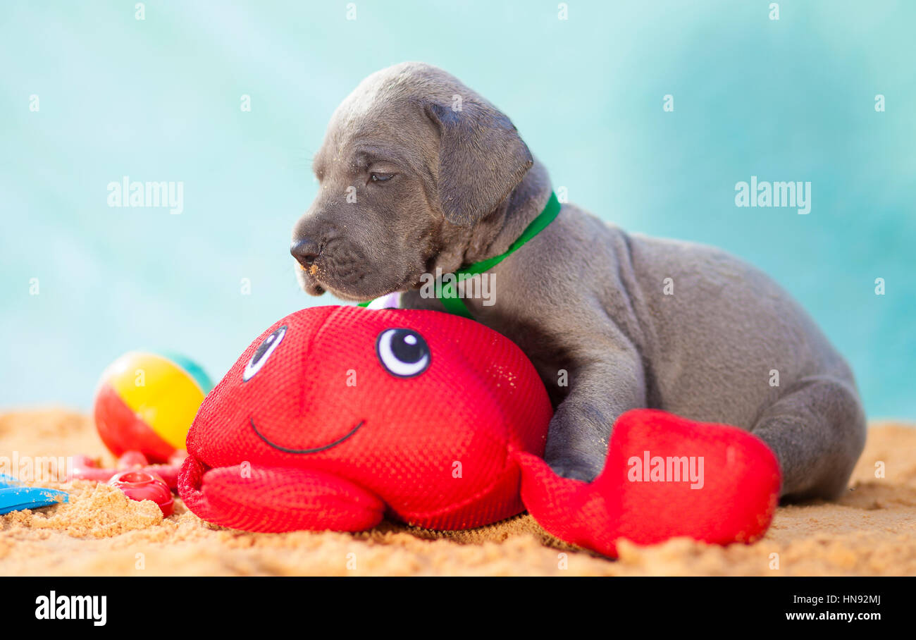 Purebred grey Great Dane puppy on the sand with a red toy Stock Photo ...