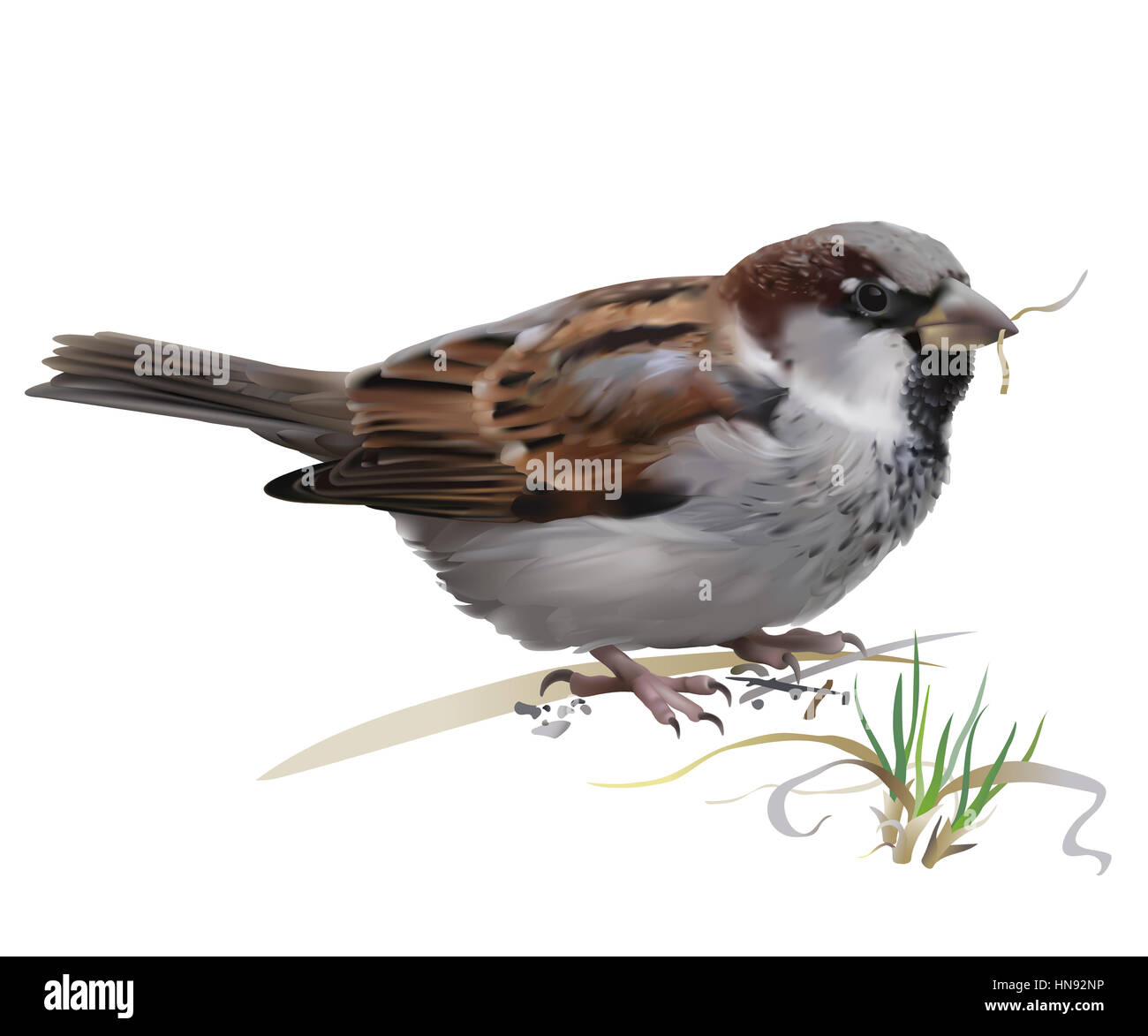 Sparrow - Passer domesticus. Illustration of a male house sparrow ...