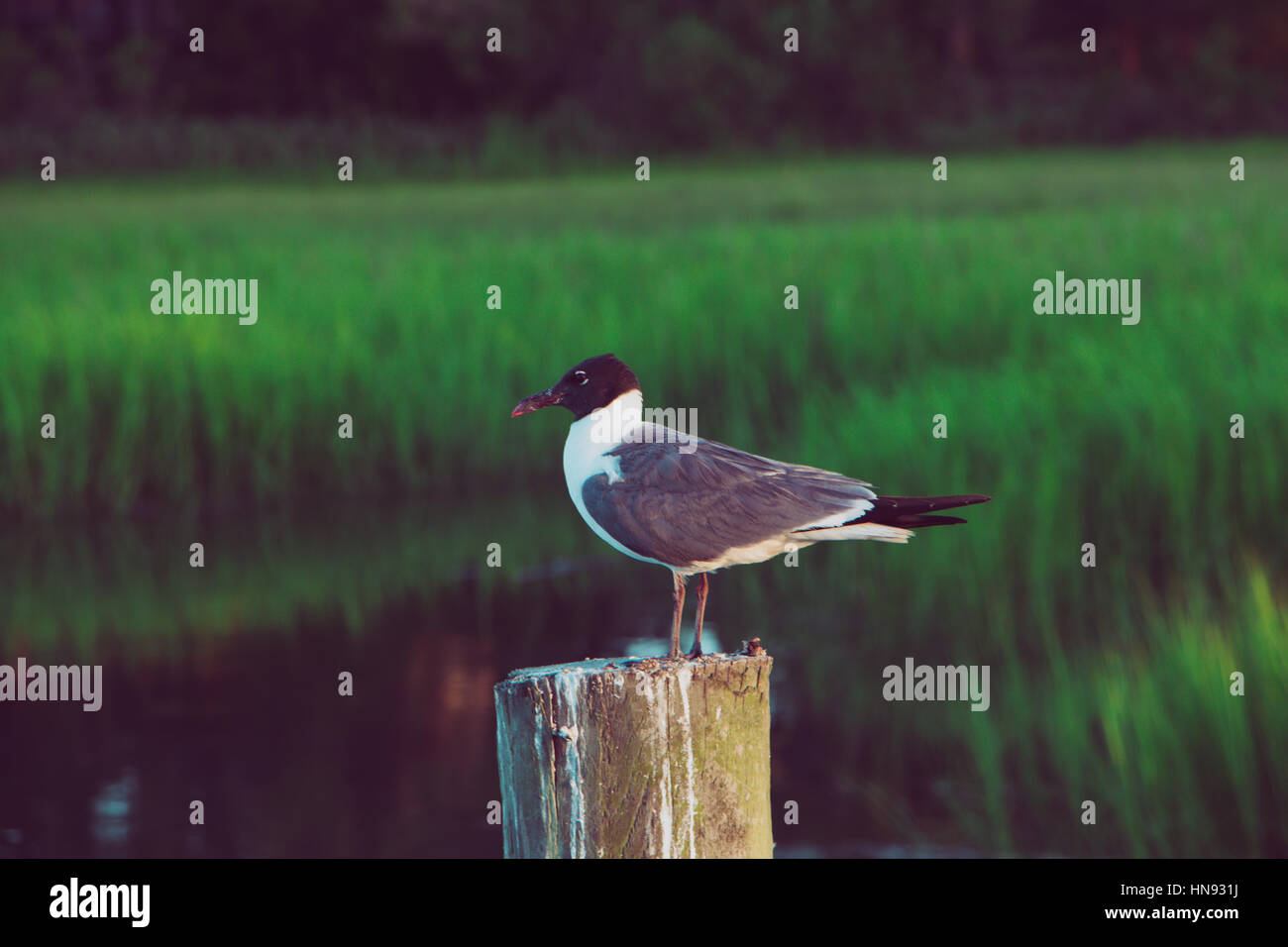 Seagull standing watch hi-res stock photography and images - Alamy