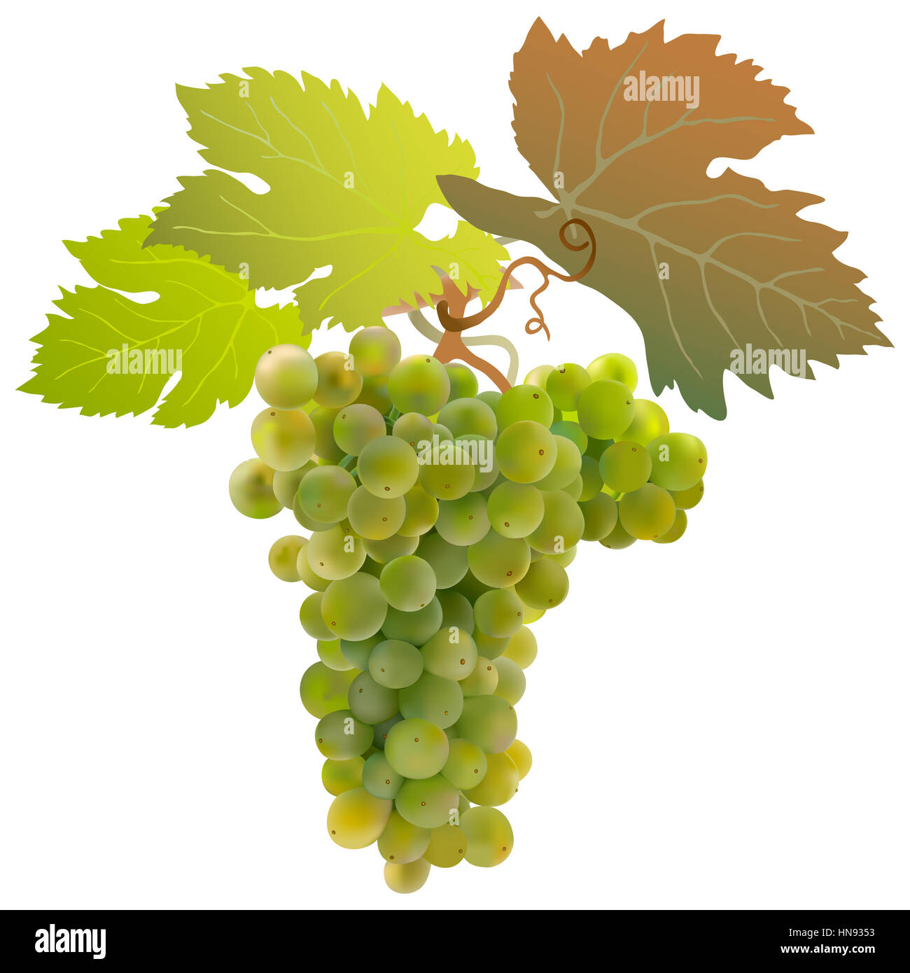 Vine tendrils Cut Out Stock Images & Pictures - Alamy