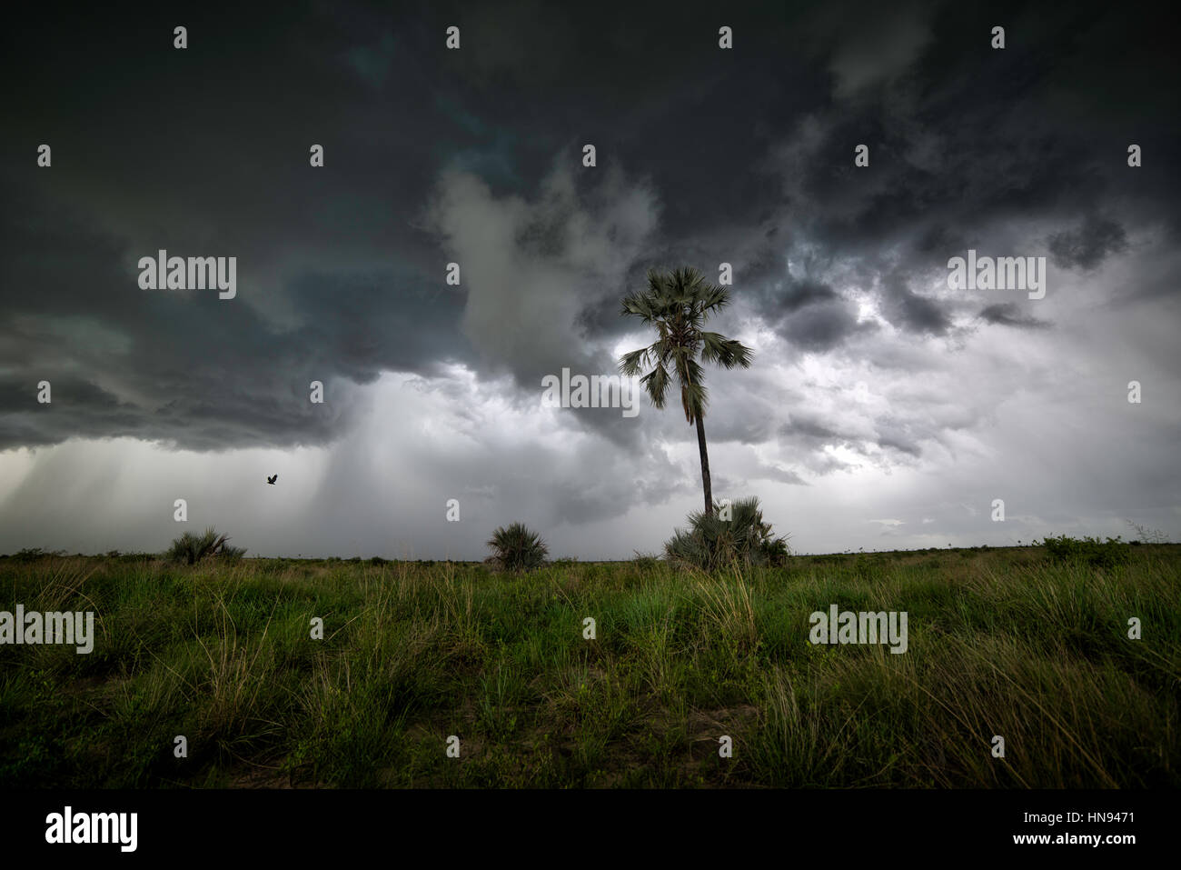 Angry tree hi-res stock photography and images - Alamy