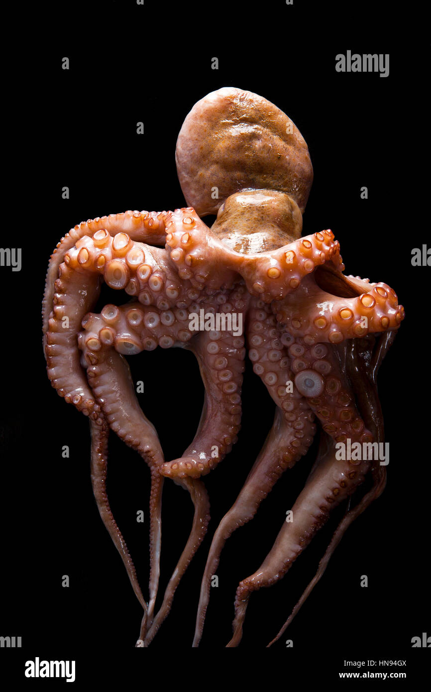octopus on a black background Stock Photo - Alamy