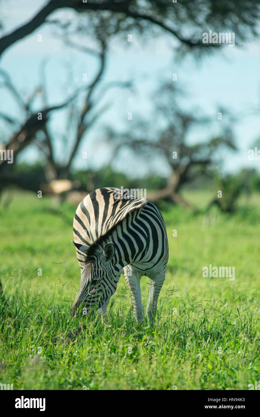 Zebra flowers hi-res stock photography and images - Alamy