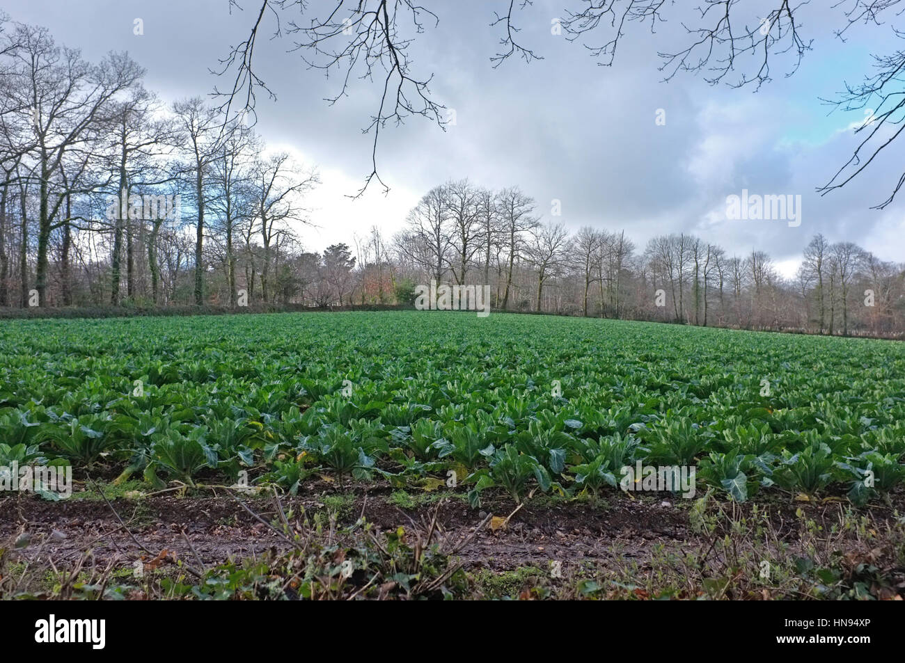 Spring cabbages hi-res stock photography and images - Alamy