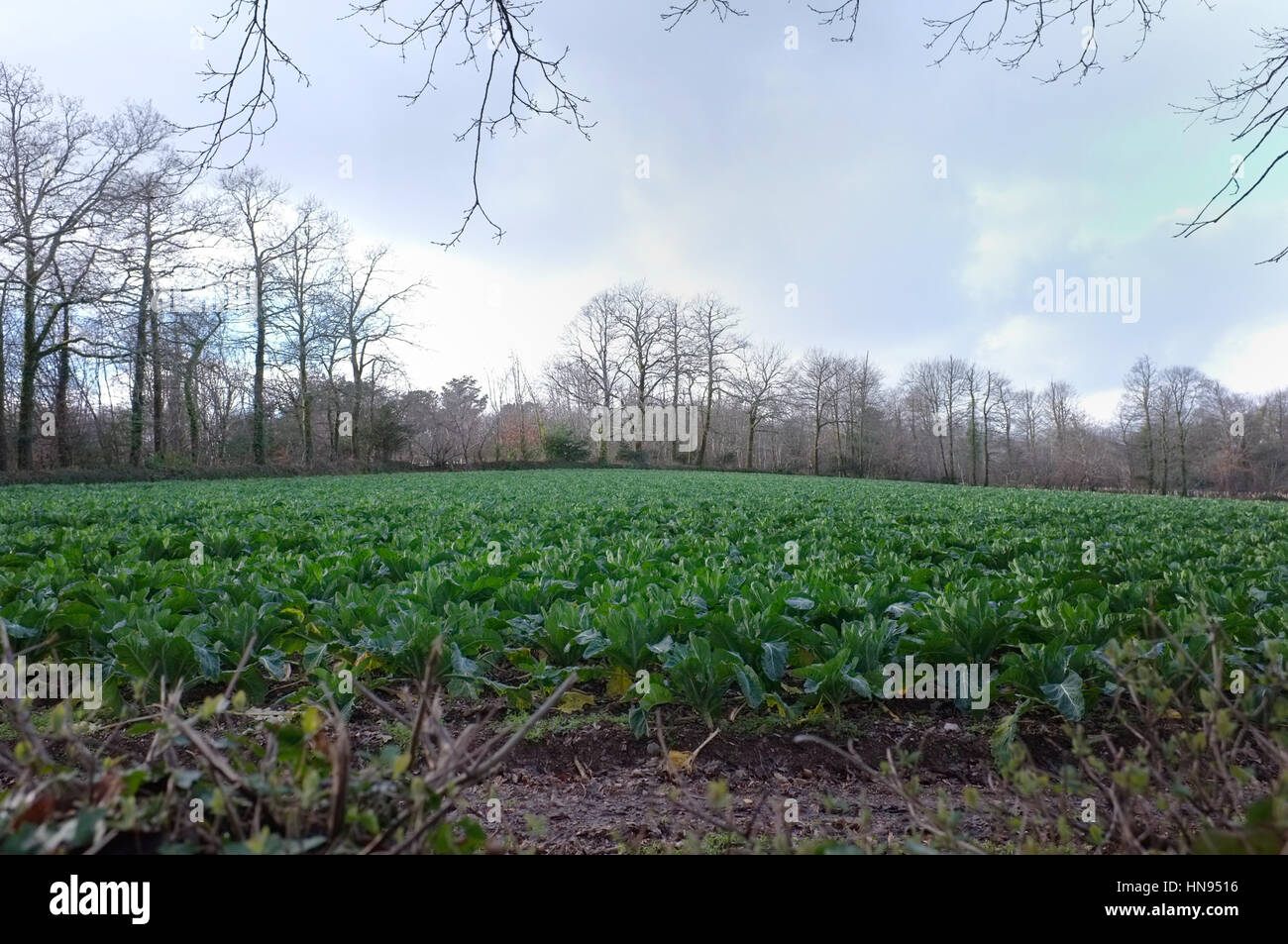 Spring Cabbages growing Stock Photo - Alamy