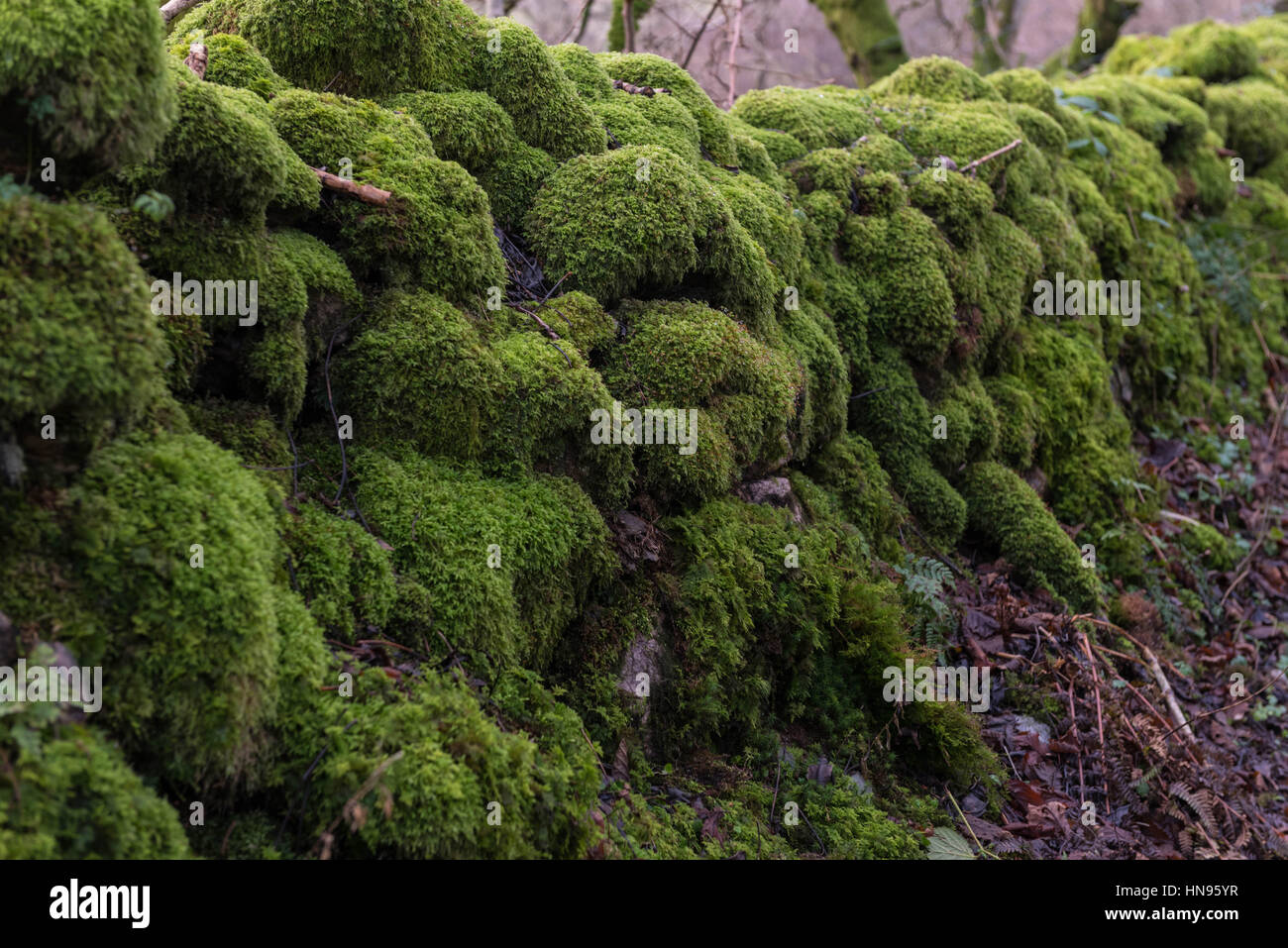 Moss on Drystone Wall in Kentmere Stock Photo - Alamy