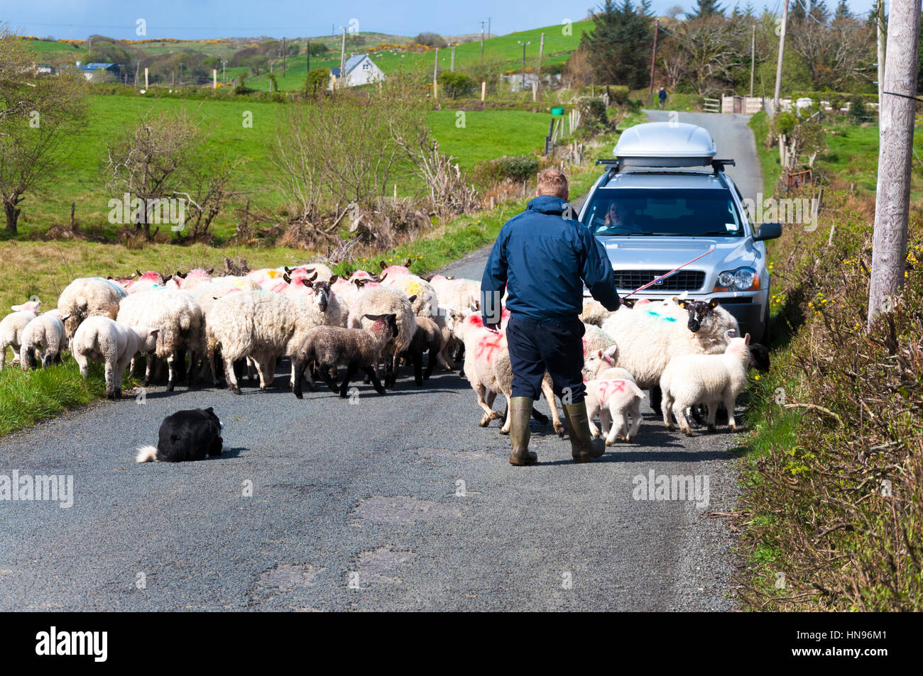 Sheep dogs in ireland hi-res stock photography and images - Alamy