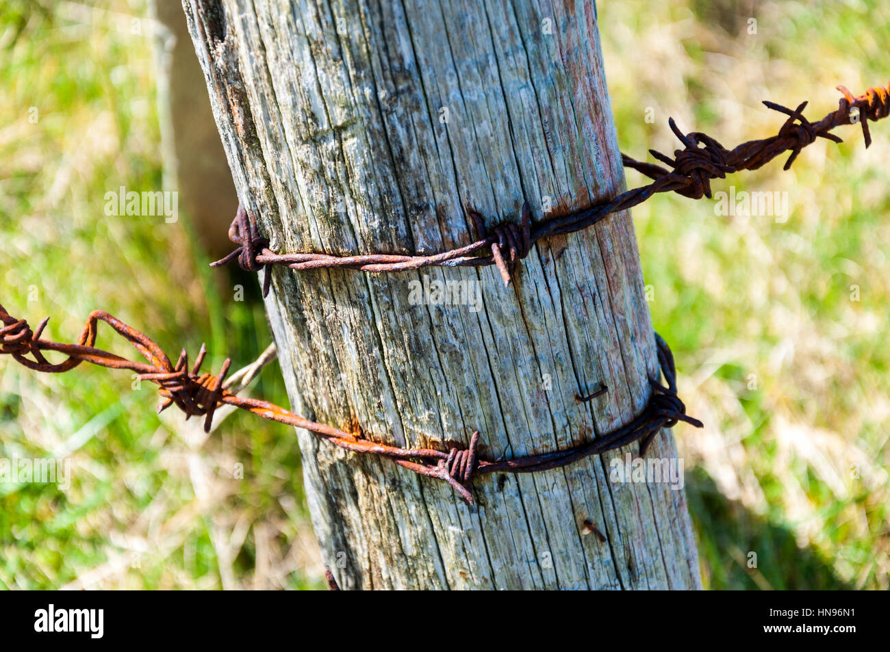 Weathered old wooden fence post with barbed wire hi-res stock ...