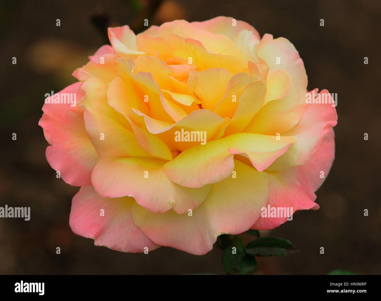 yellow and pink rose blooming Stock Photo - Alamy