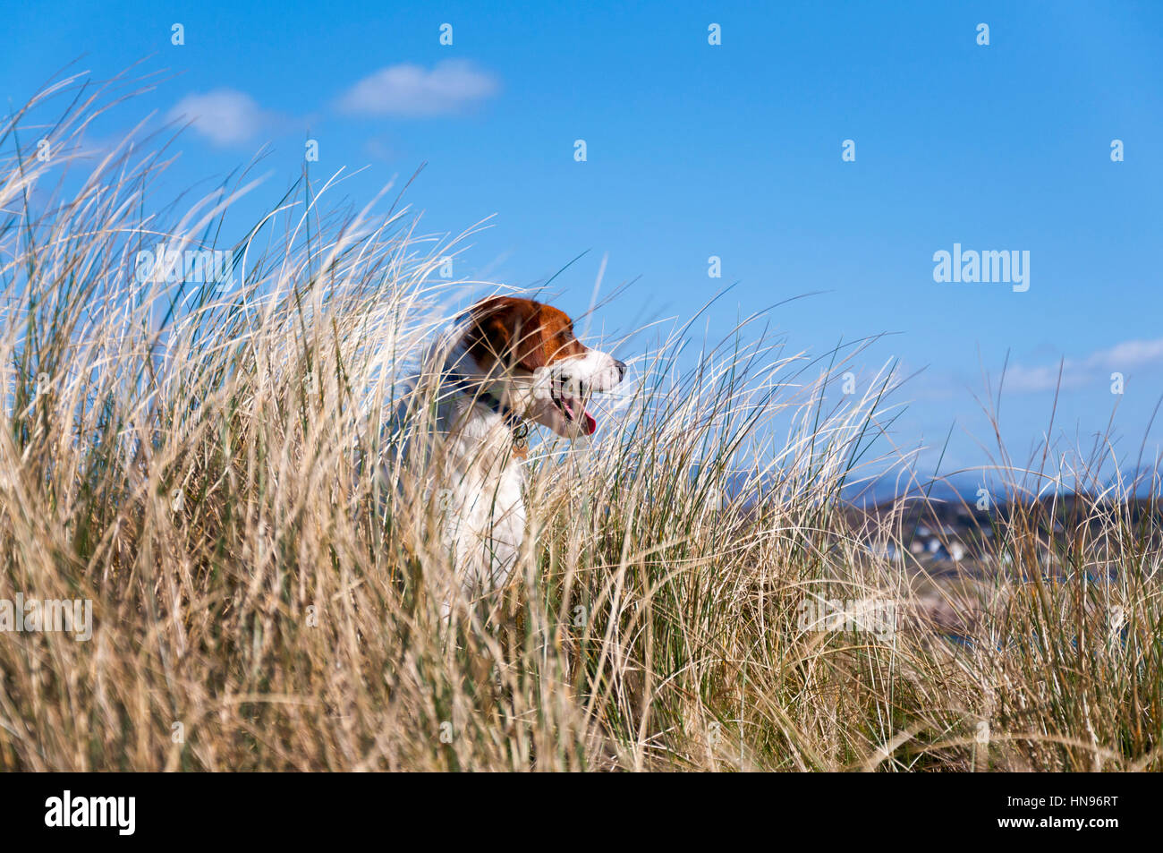 Dogs on grass hi-res stock photography and images - Alamy
