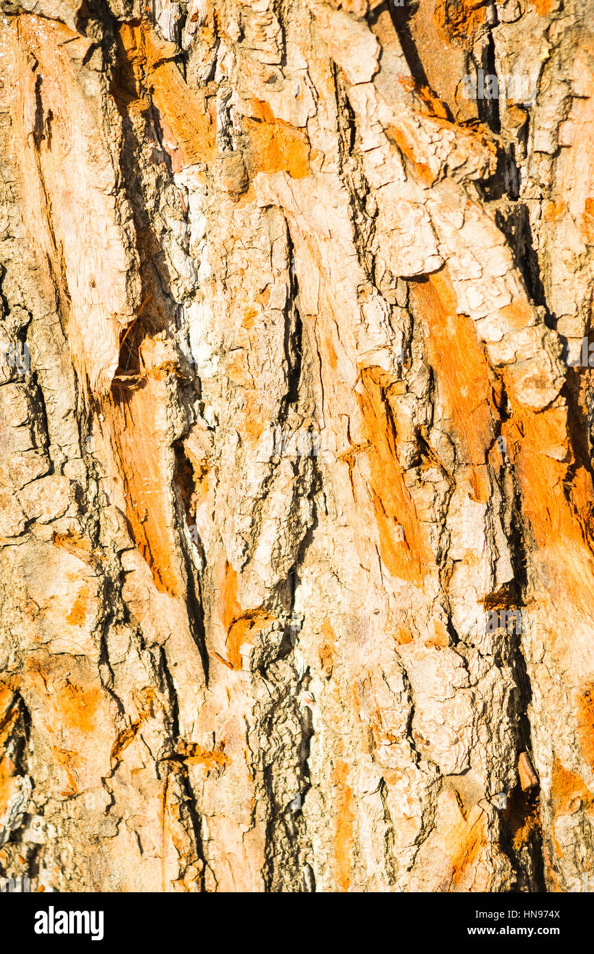 Bright sunlit bark of an old maple tree of an orange, brown and yellow color. Natural texture ...