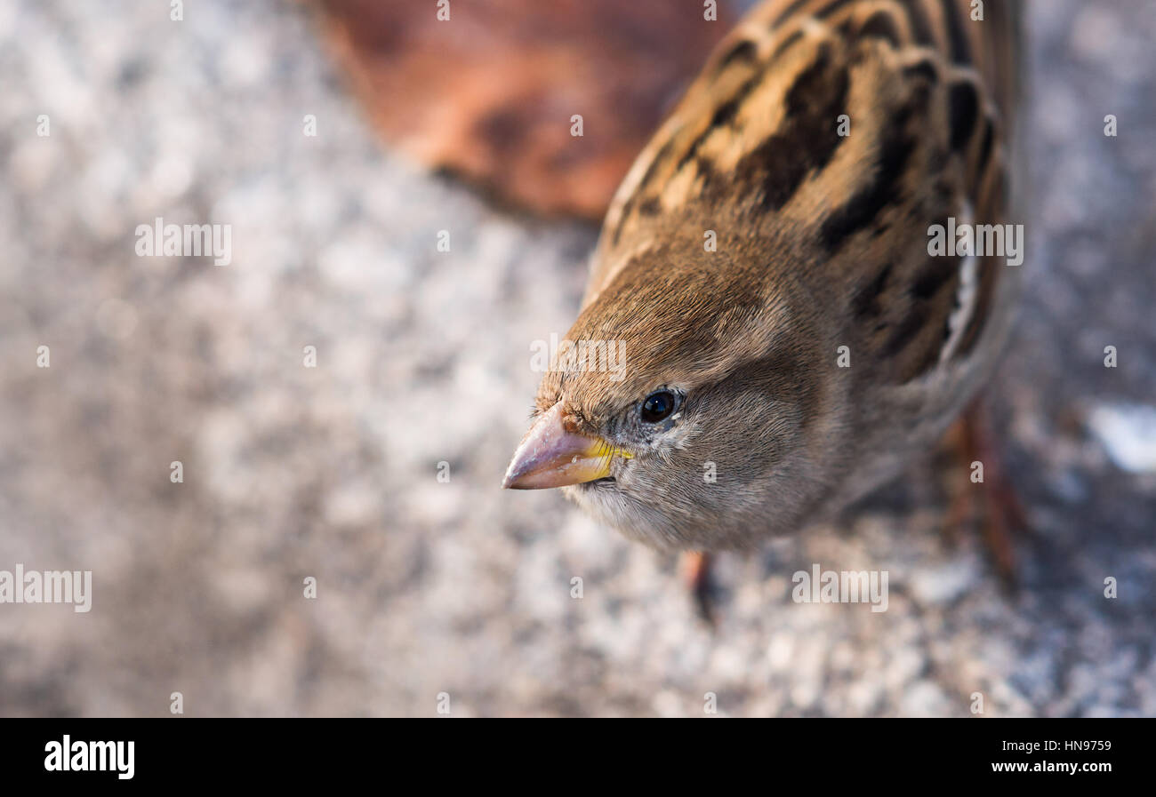 Closeup view of a sparrow bird which looks straight at you and begs for ...