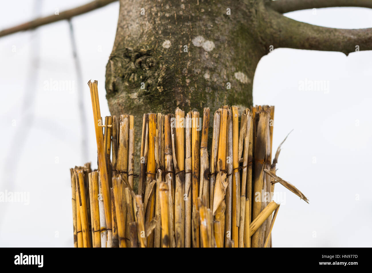 Reed wrap hi-res stock photography and images - Alamy