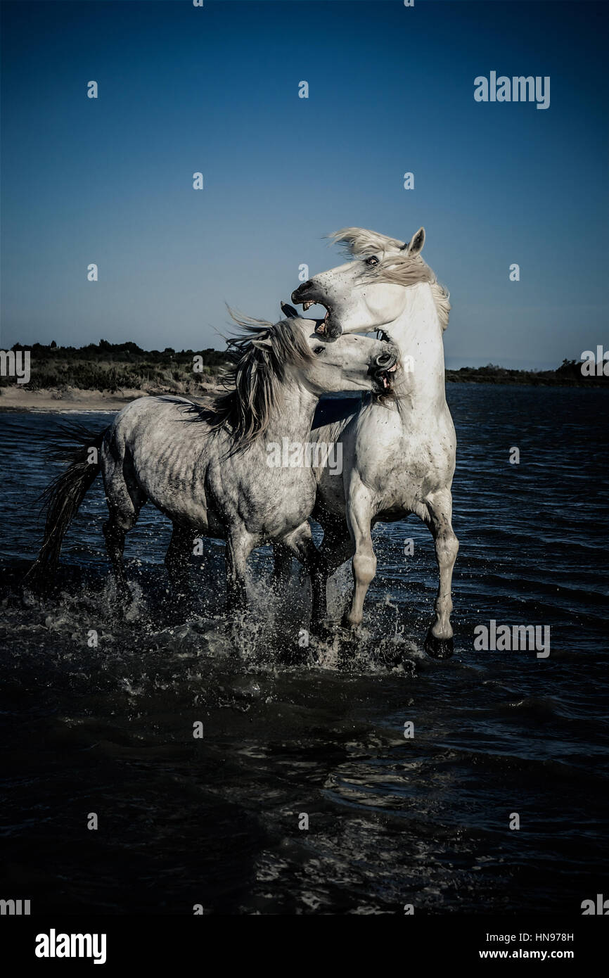 Wild Horse Play Stock Photo - Alamy