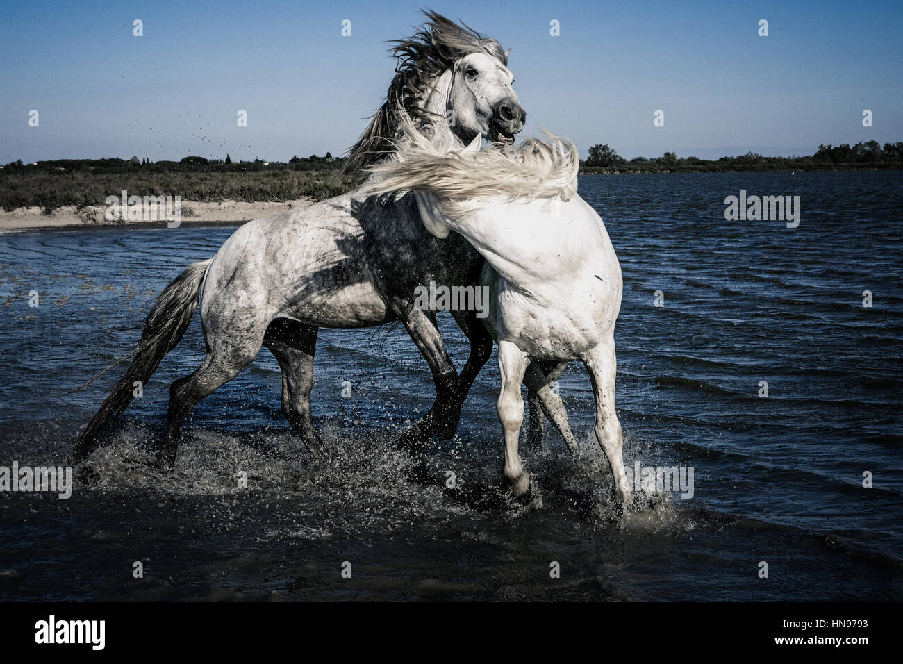 Grey horses at play hi-res stock photography and images - Alamy