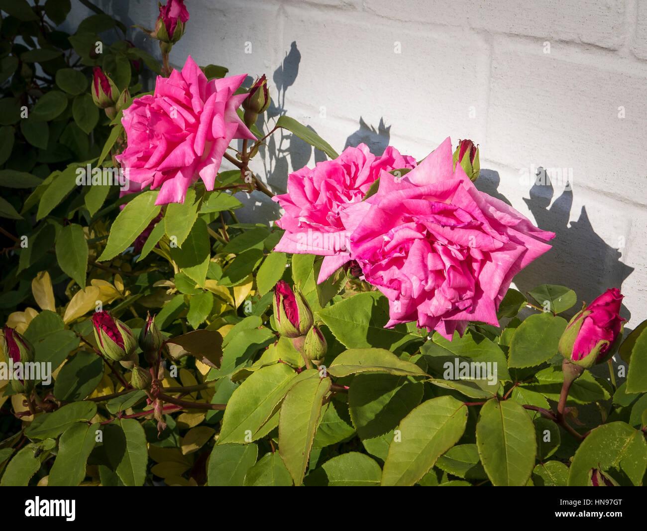 Zephirine drouhin rose hi-res stock photography and images - Alamy