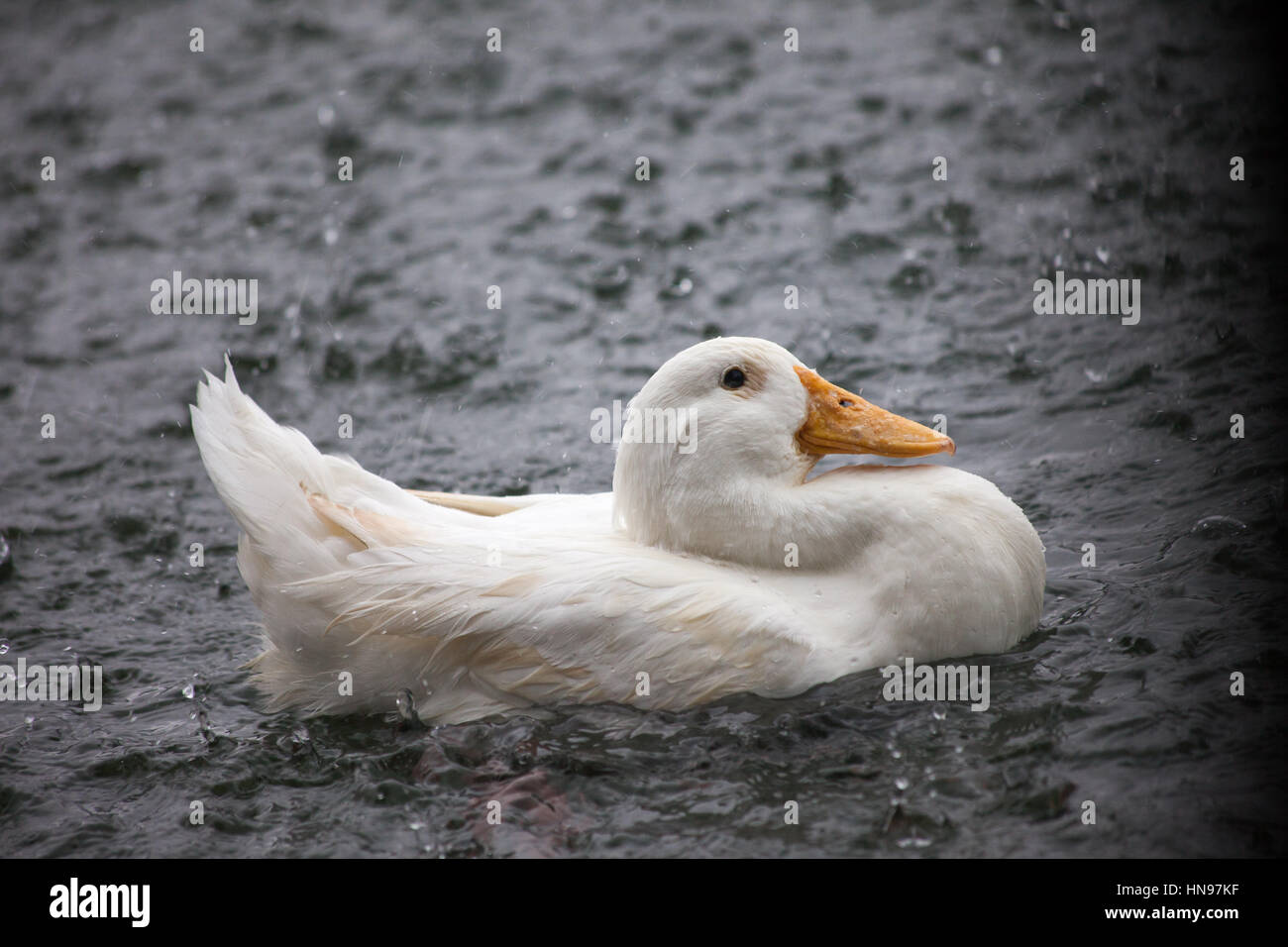 A duck swimming on water during a heavy rainstorm - water off a duck's ...