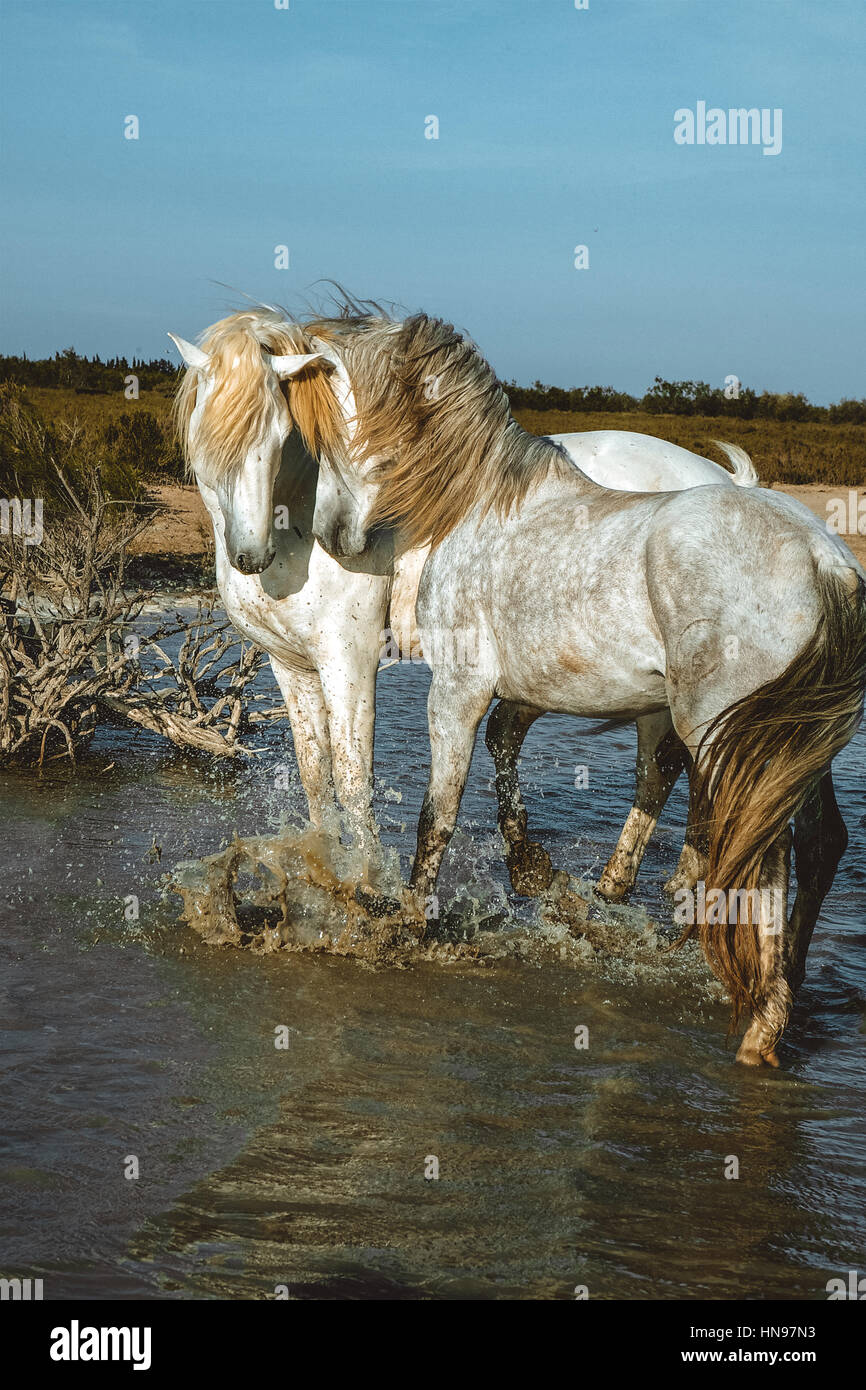 Horses Playing In Water